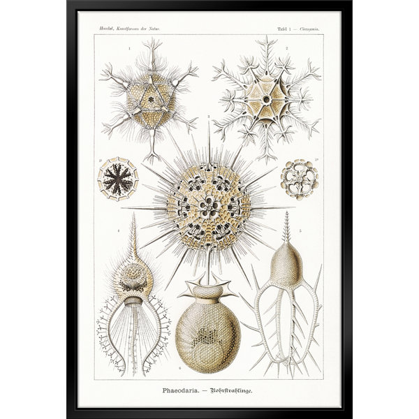 ATX Art Group LLC " Phaeodaria–Rohrstrahlinge II By Ernst Haeckel " by ...
