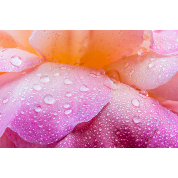 17 Stories Petals Of A Rose by KukiatB - Wrapped Canvas Print | Wayfair ...