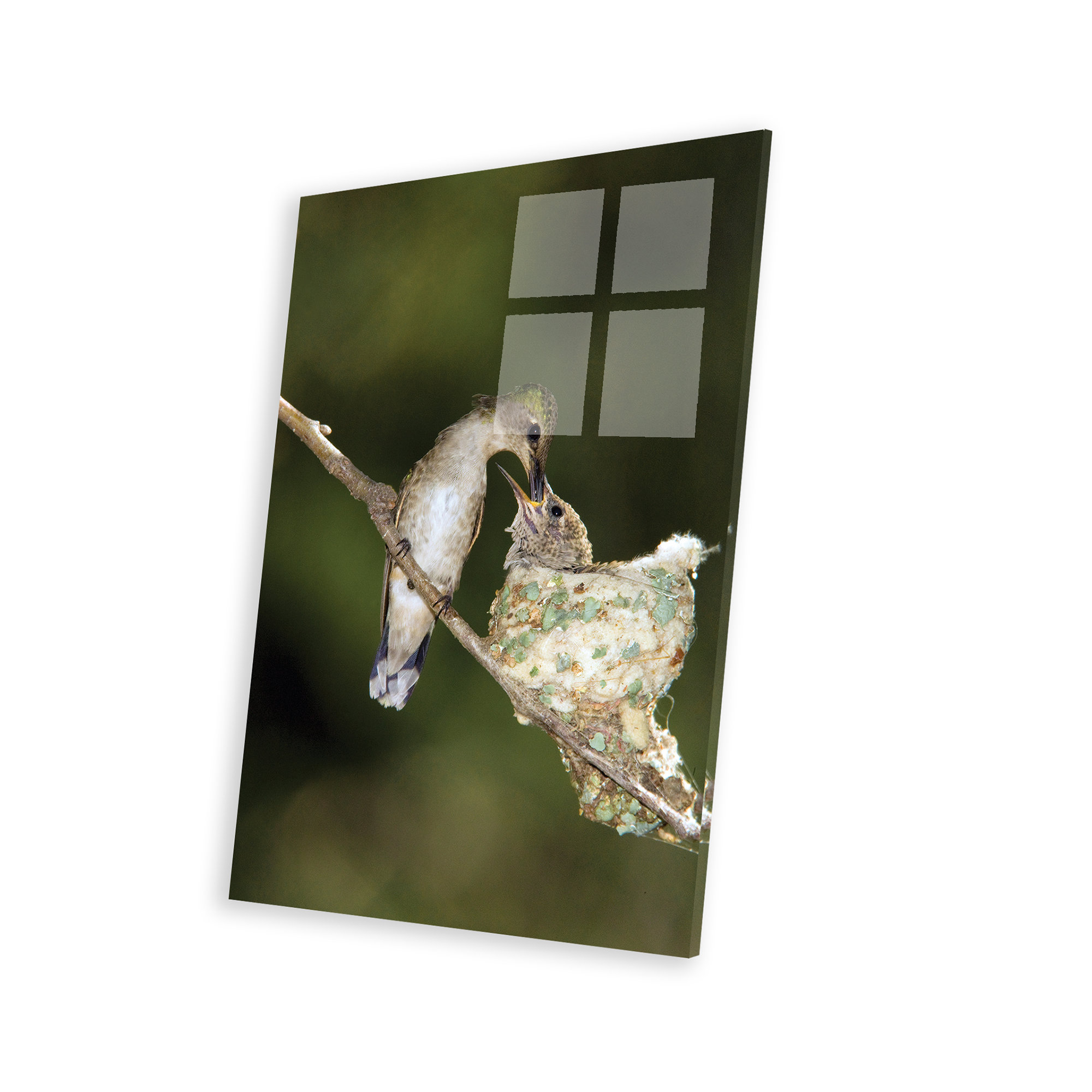 Ebern Designs Colibri à menton noir nourrissant un poussin dans un nid ...