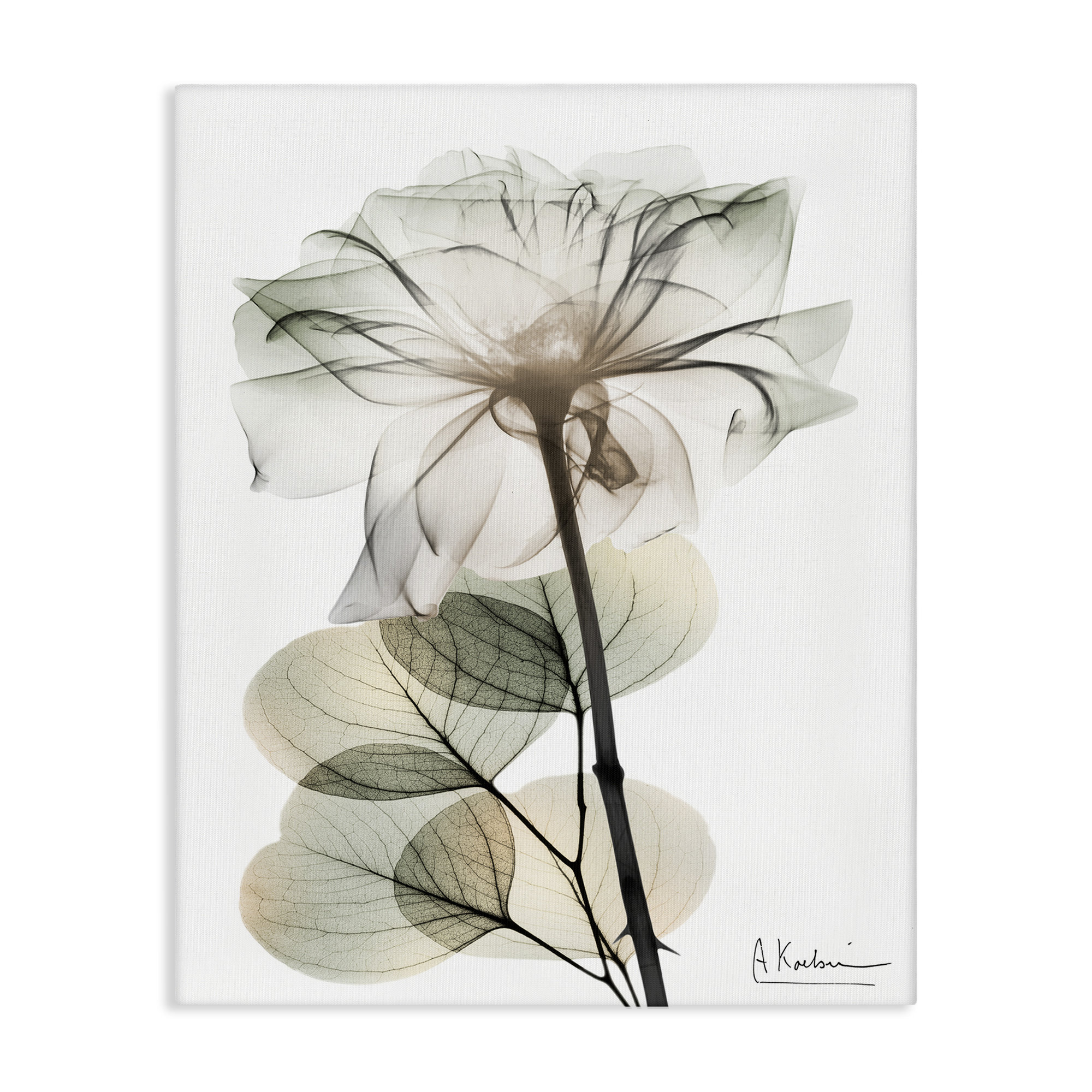 George Oliver Modern Minimalist Buds Canvas, design by Albert Koetsier ...