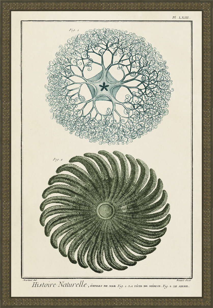 Highland Dunes 'Ocean Oddity I' Framed Graphic Art - Wayfair Canada