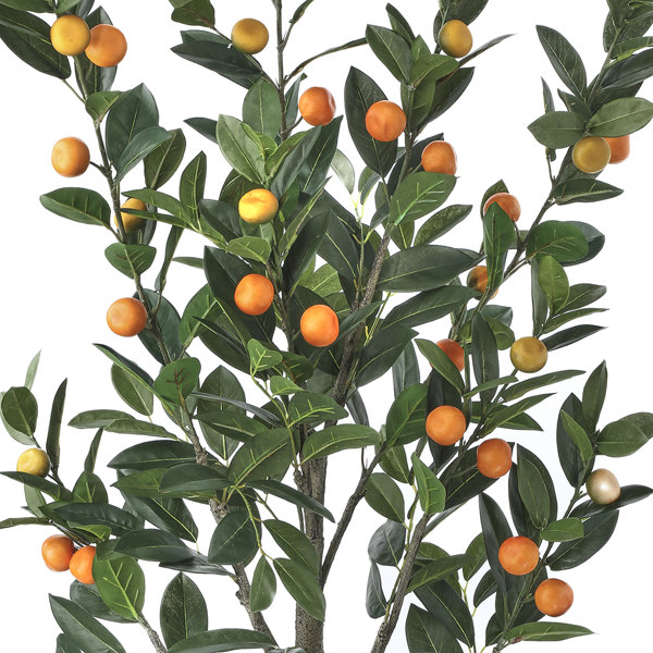Primrue 5' Potted Mandarin Orange Tree - Wayfair Canada