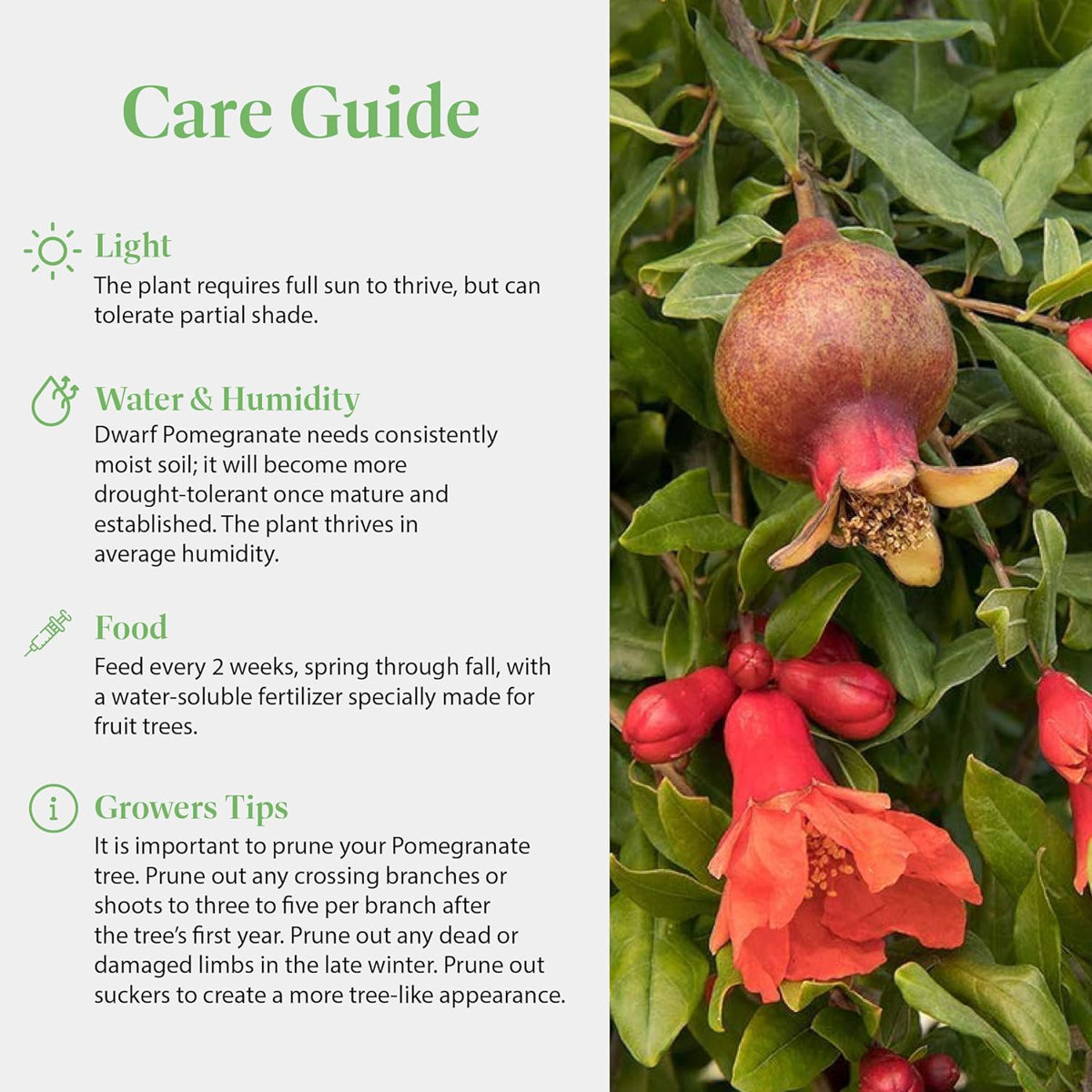 American Plant Exchange Dwarf Pomegranate Tree, Live Fruiting Plant, 6 ...