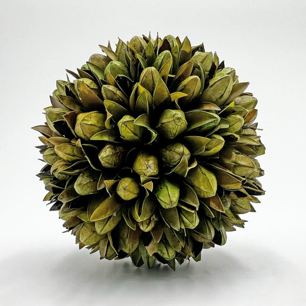 Primrue 3" Real Preserved Decorative Pinecone and Magnolia Leaf ...