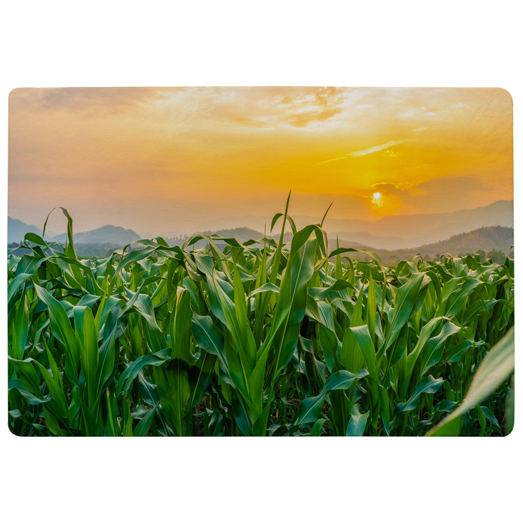 East Urban Home Jaceton Corn Field in Agricultural Garden and Light ...