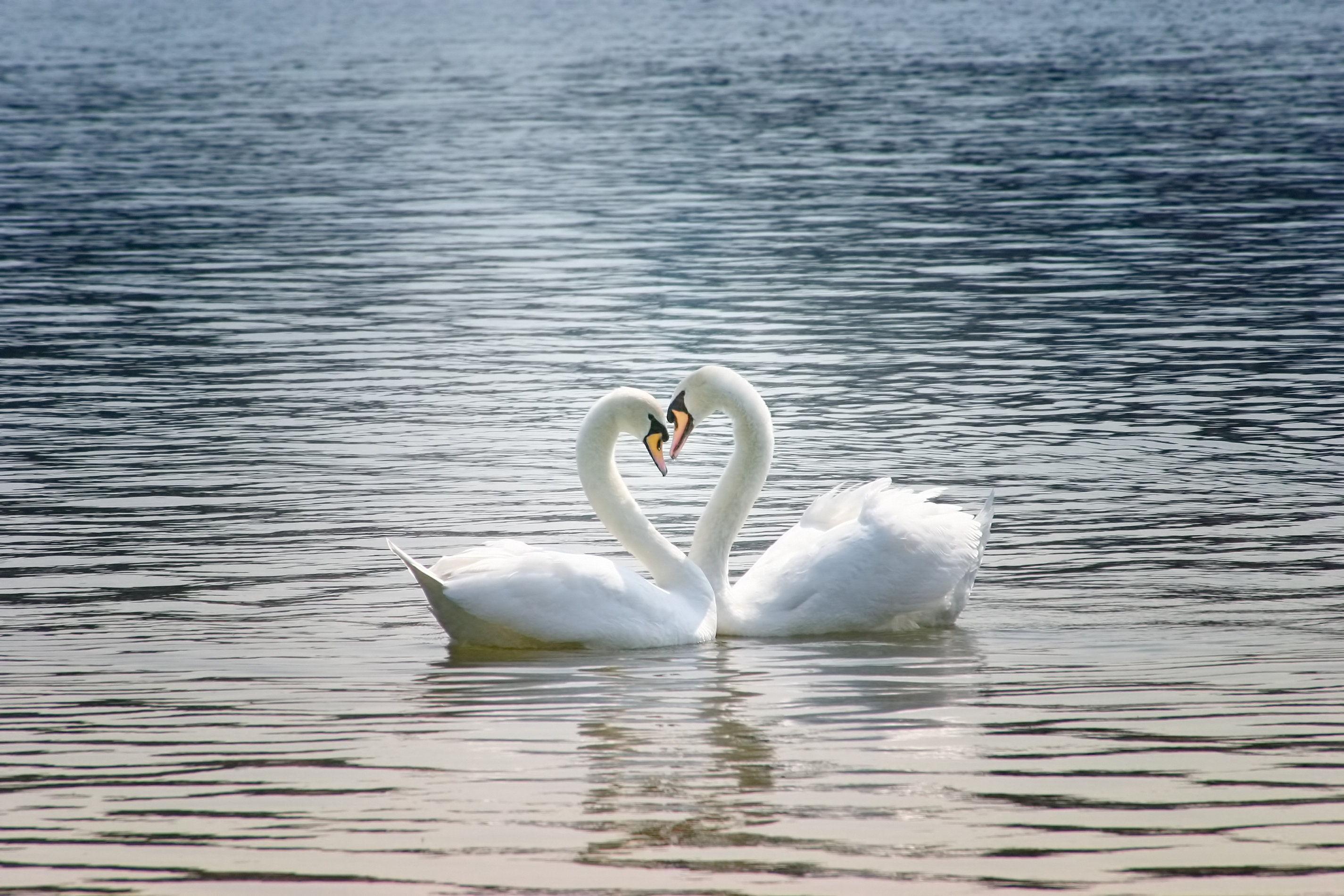 Highland Dunes Loving Swans by Dwphotos - Wrapped Canvas Photograph ...