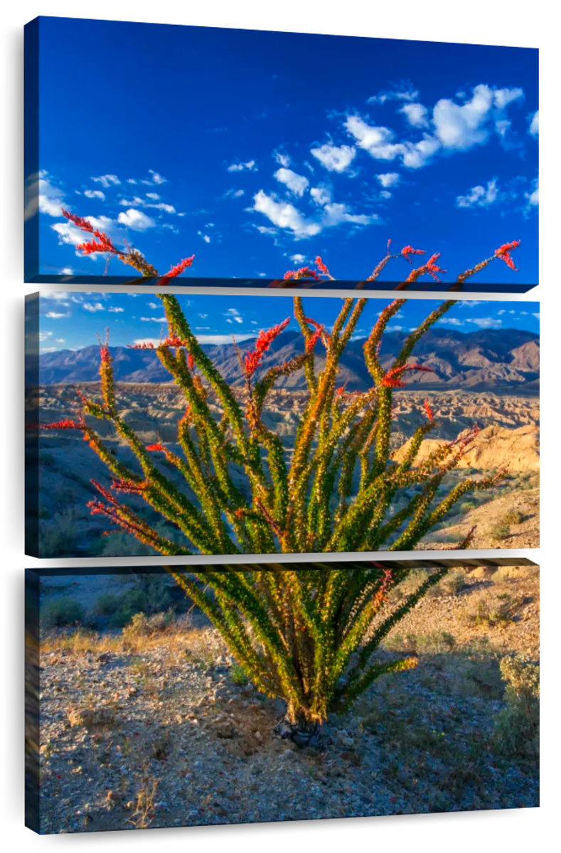 Union Rustic Aaric Ocotillo In Anza Borrego | Wayfair