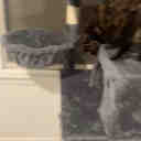 Archie & Oscar™ Timmins 78.3" Multi-Level Cat Tree with Cat Scratching ...