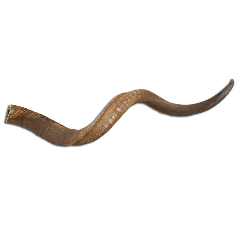 Loon Peak® Large Natural Kudu Horn - Real Animal Horn | Wayfair