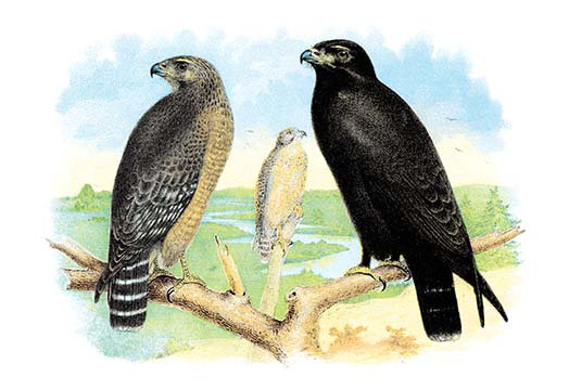 Buyenlarge 'Red Shouldered Hawk or Buzzard, American Rough-Legged Hawk ...
