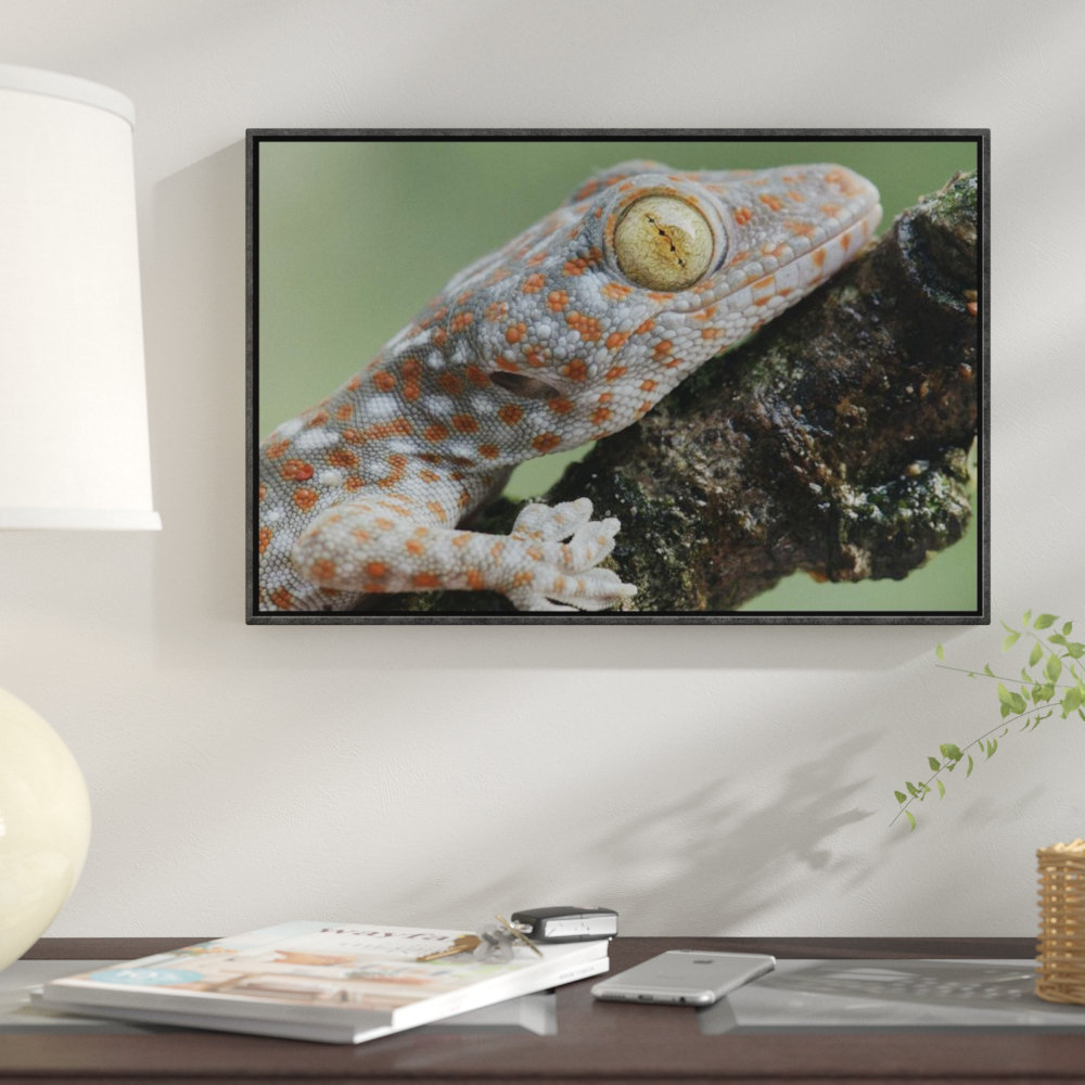 East Urban Home 'Tokay Gecko Juvenile Showing Vertical Pupil, Uthai ...