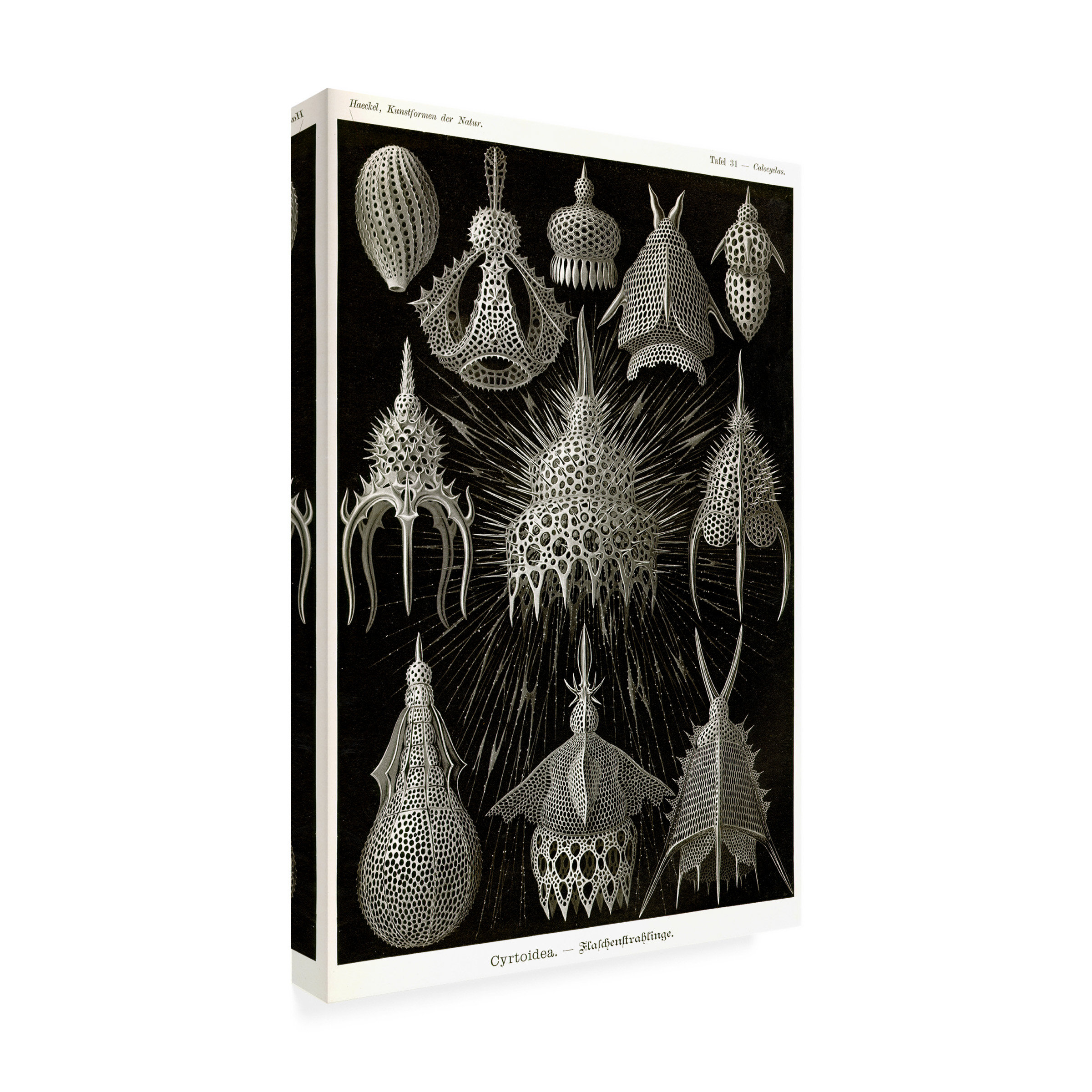 Dovecove Cyrtoidea Scheiben Strahlinge Heliodiscus On Canvas by Print ...
