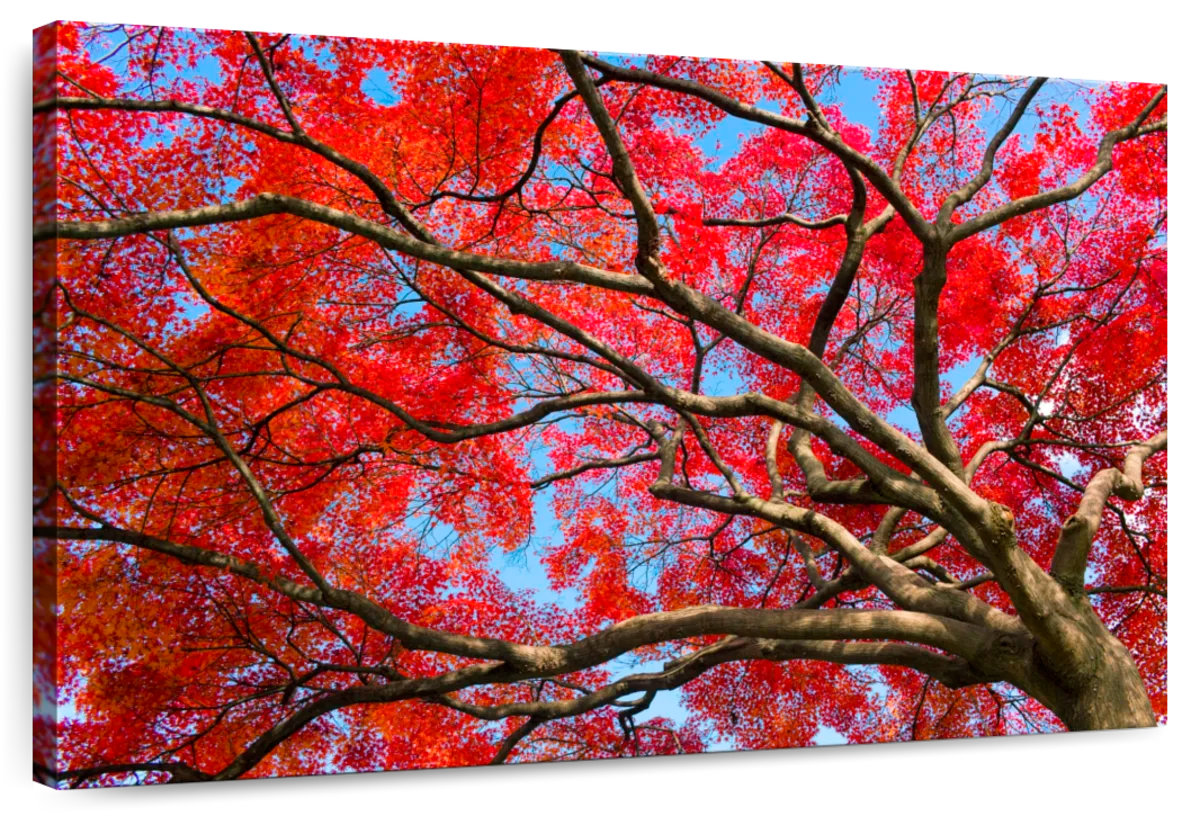 Lark Manor™ Harnek Japanese Maple Red Canopy | Wayfair