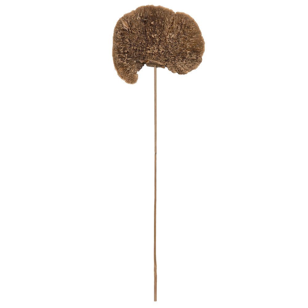 Primrue Natural Botanicals 4-6" Sponge Mushroom on 20" Stem. 3-5 ...