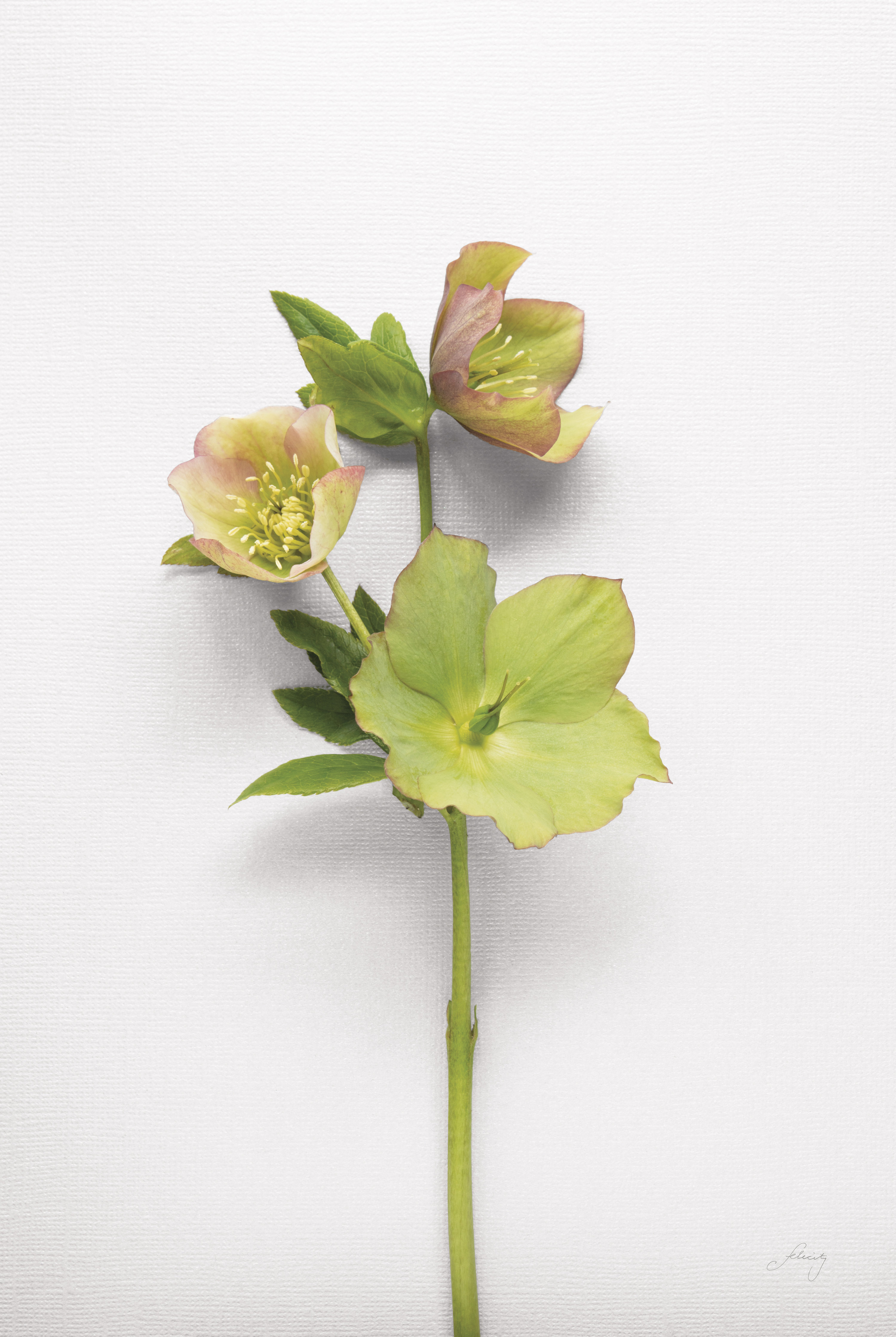 Red Barrel Studio® Hellebore Study I | Wayfair
