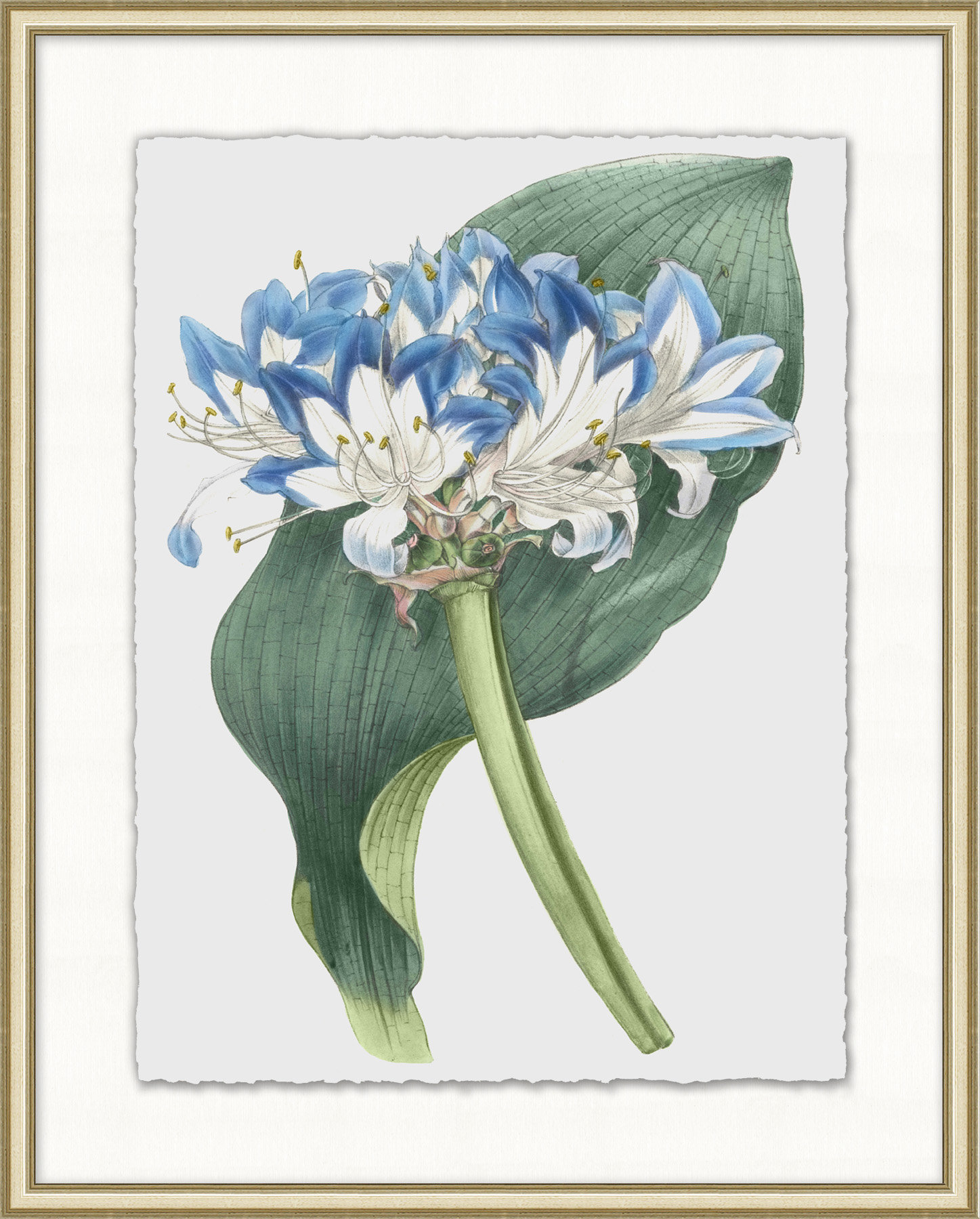 Wendover Art Group Floral Study 11 - Picture Frame Painting | Wayfair