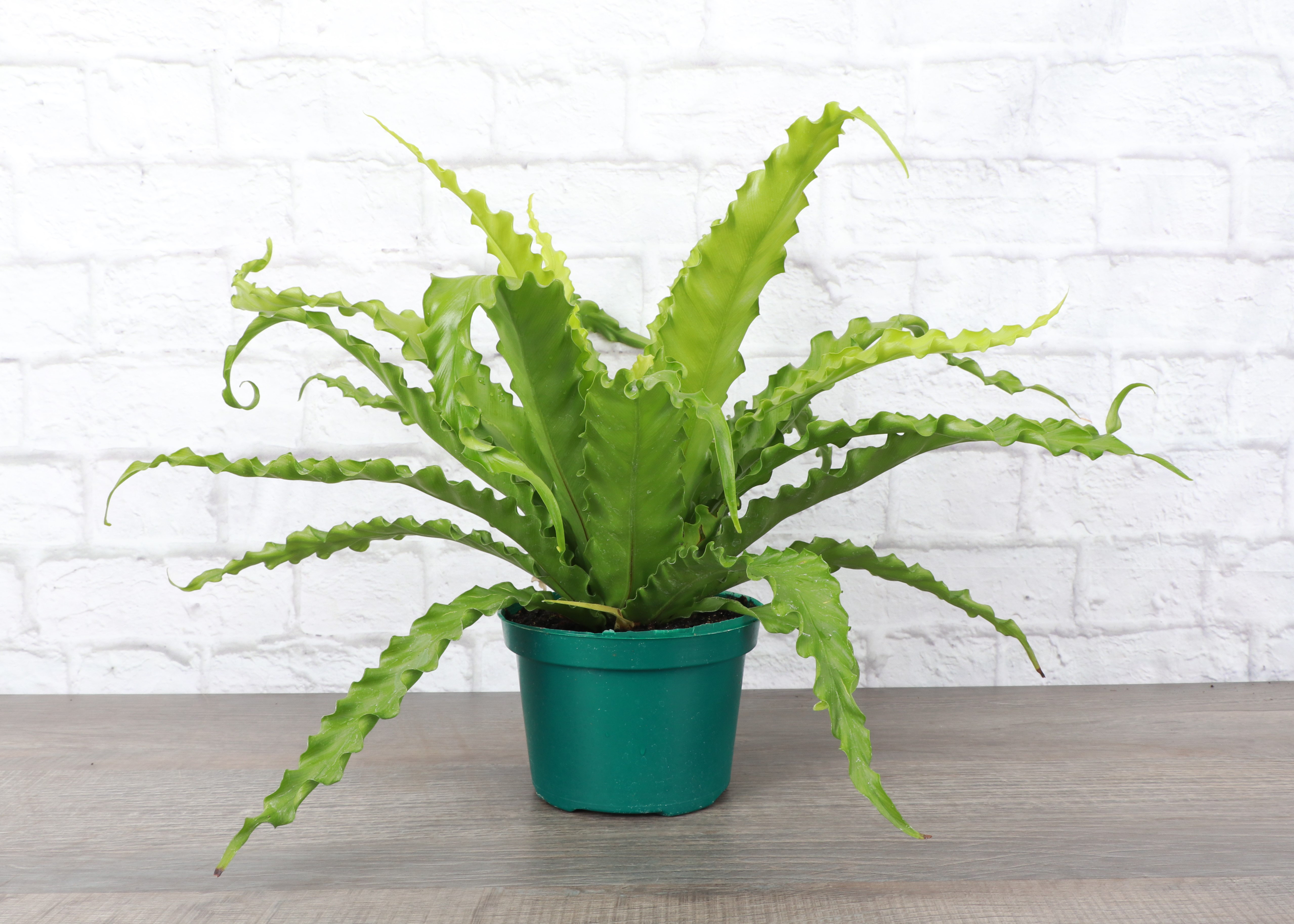 Thorsen's Greenhouse Live Victoria Bird's Nest Fern Plant, 6" Diameter ...