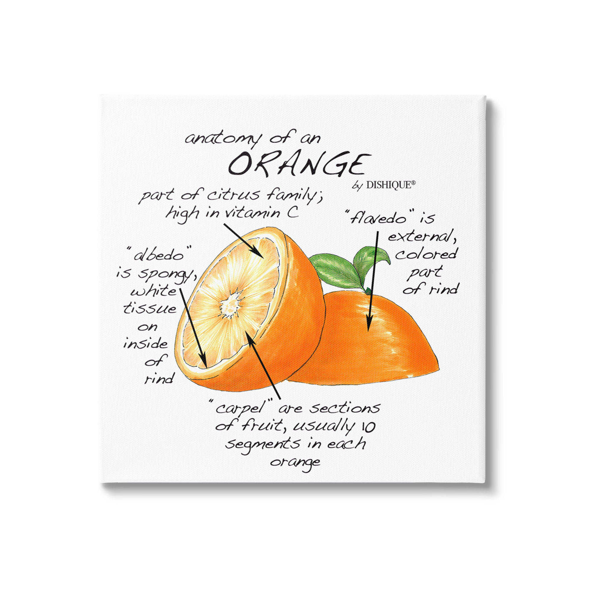 Stupell Industries Orange Citrus Fruit Chart Informative Learning ...