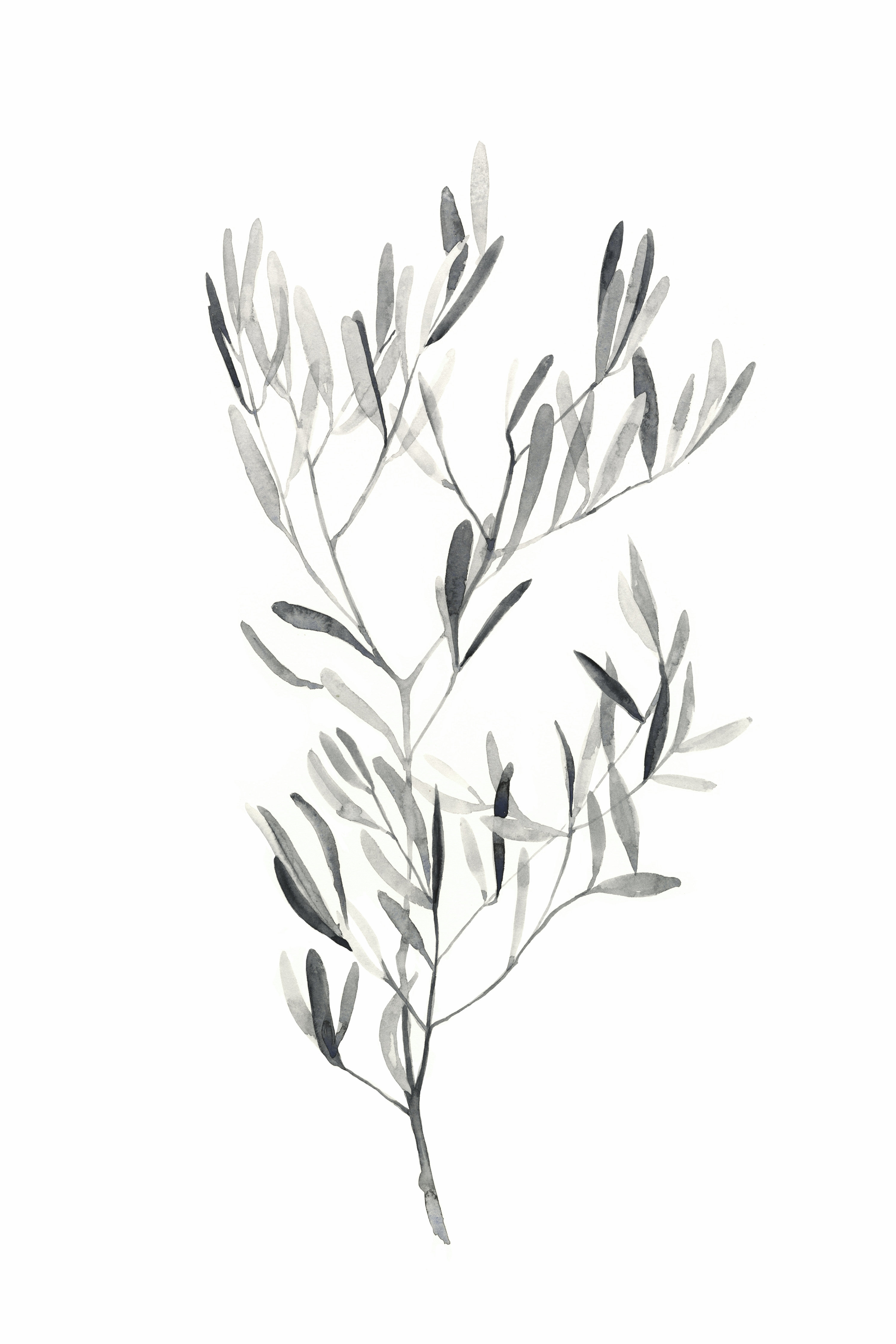 Rosalind Wheeler Paynes Grey Botanicals IV - Wrapped Canvas Art Prints ...