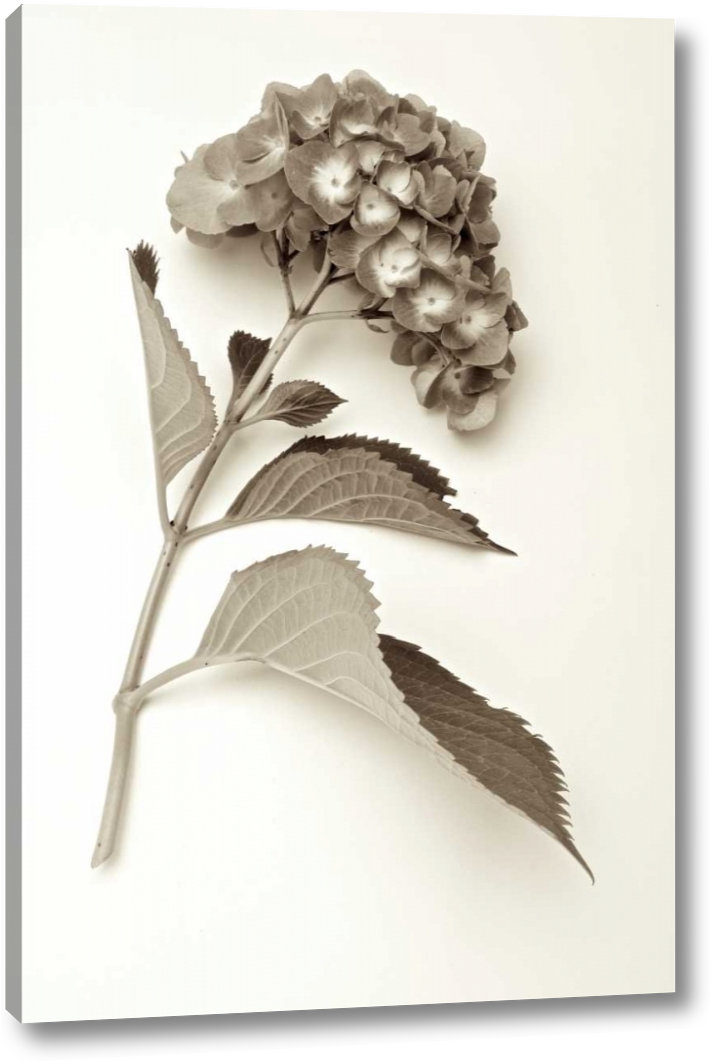 Winston Porter « jardin fleuri-1 » par alan blaustein, estampe ...