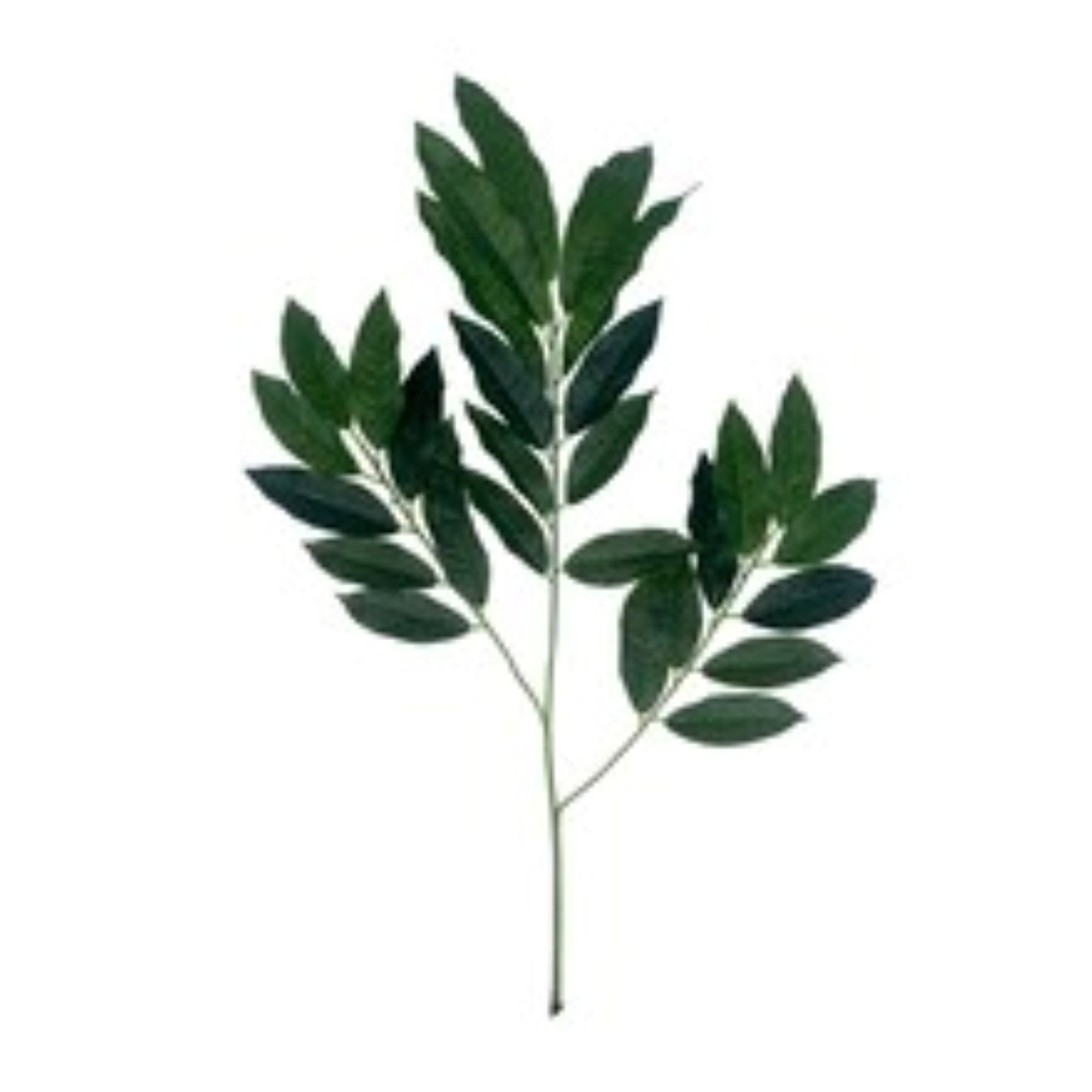 Dakota Fields Ash Spray 26" - 12 Pack | Wayfair