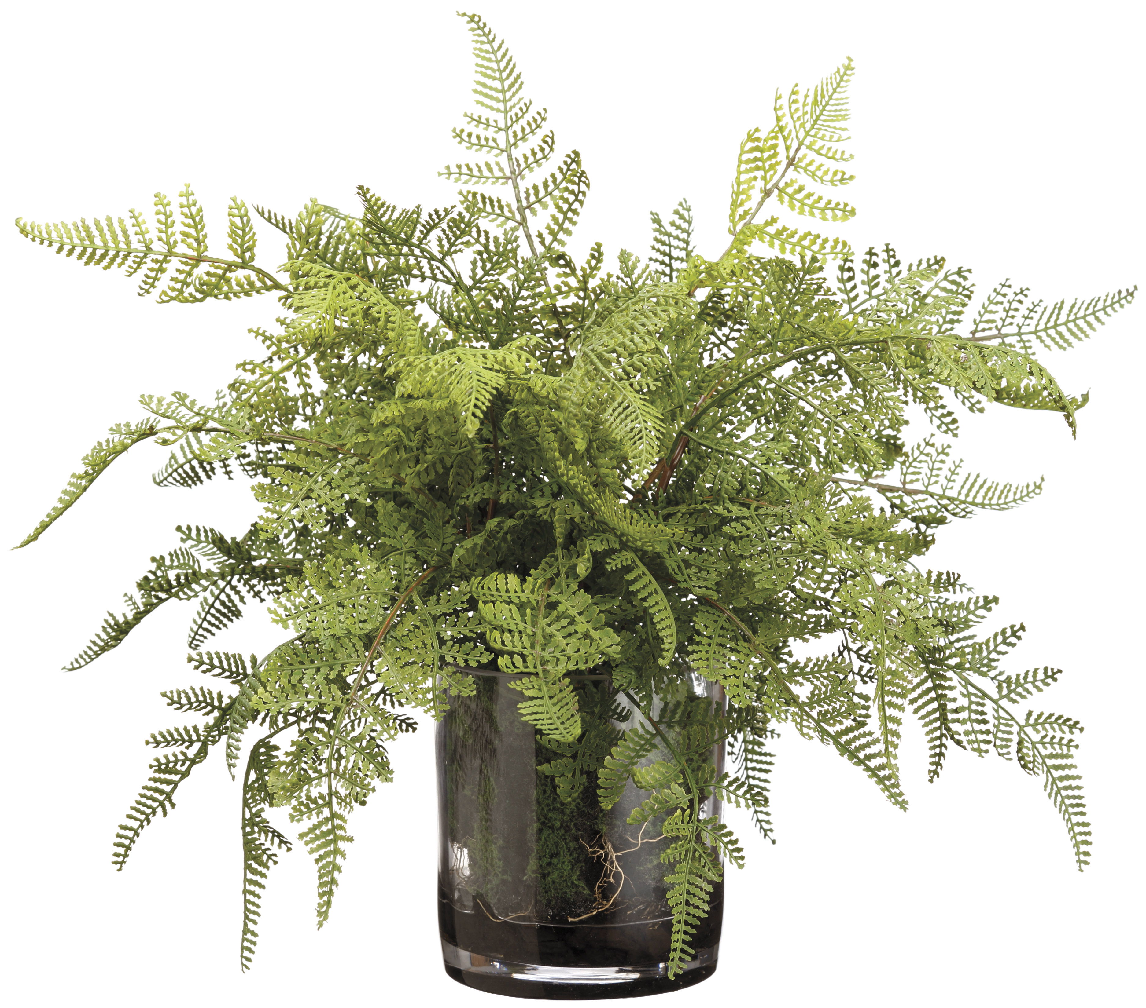 Birch Lane™ Lace Fern and Soil Foliage Plant in Decorative Vase ...