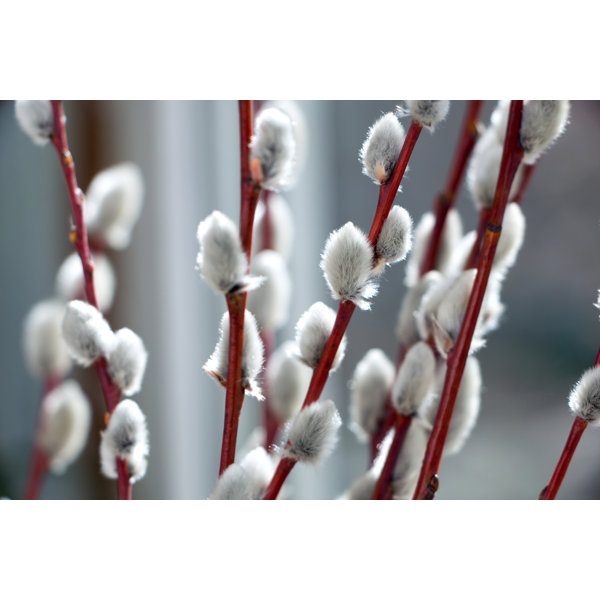 Ebern Designs Willow Twigs On Canvas by Denis1978 Print | Wayfair