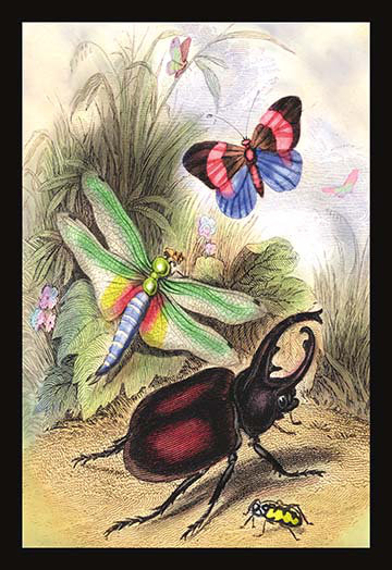 Buyenlarge 'Butterfly, Dragonfly and Beetles' by James Duncan Graphic ...