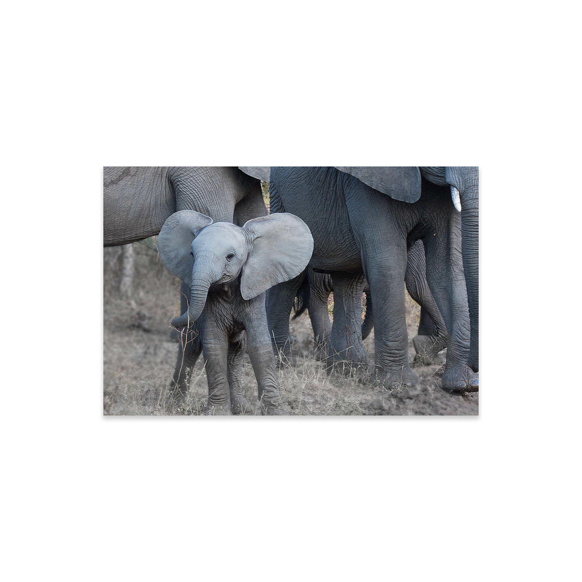 Ebern Designs Young Elephant On Plastic/Acrylic by Scott Bennion ...