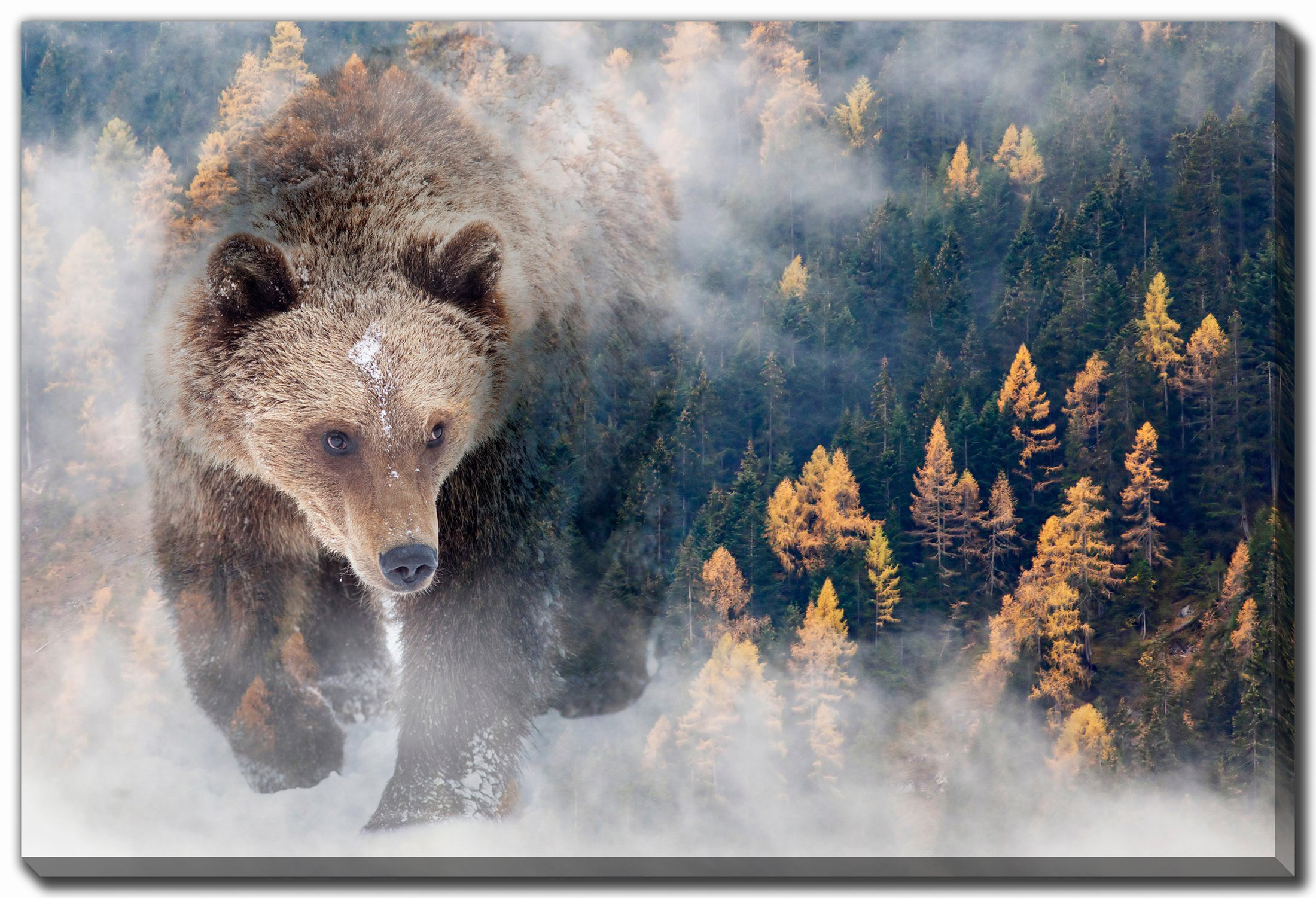 Millwood Pines Bear Domain Misty Forest Canvas Art | Wayfair