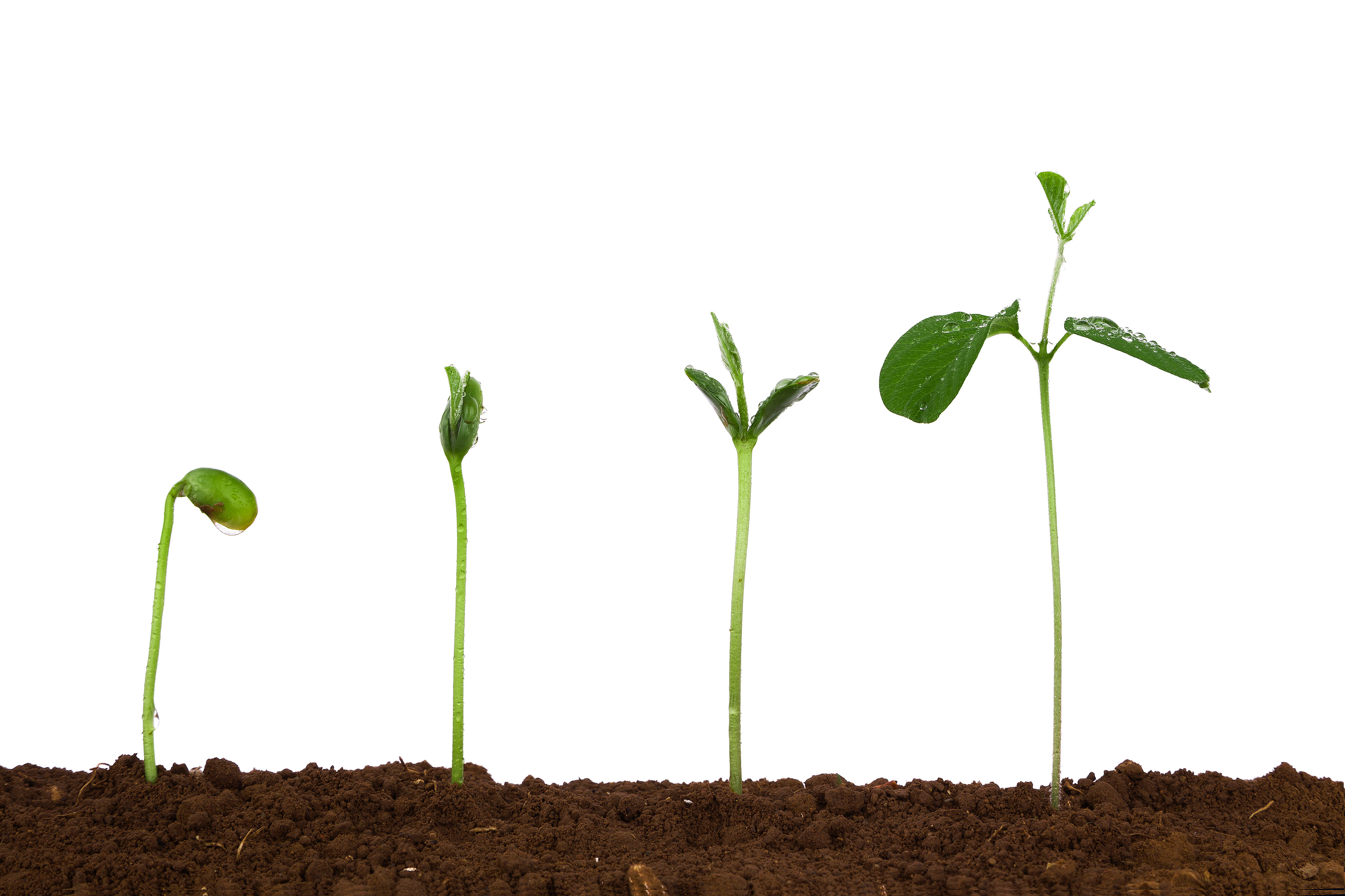 Latitude Run® Plant Sequence in Dirt by Feellife - Wayfair Canada