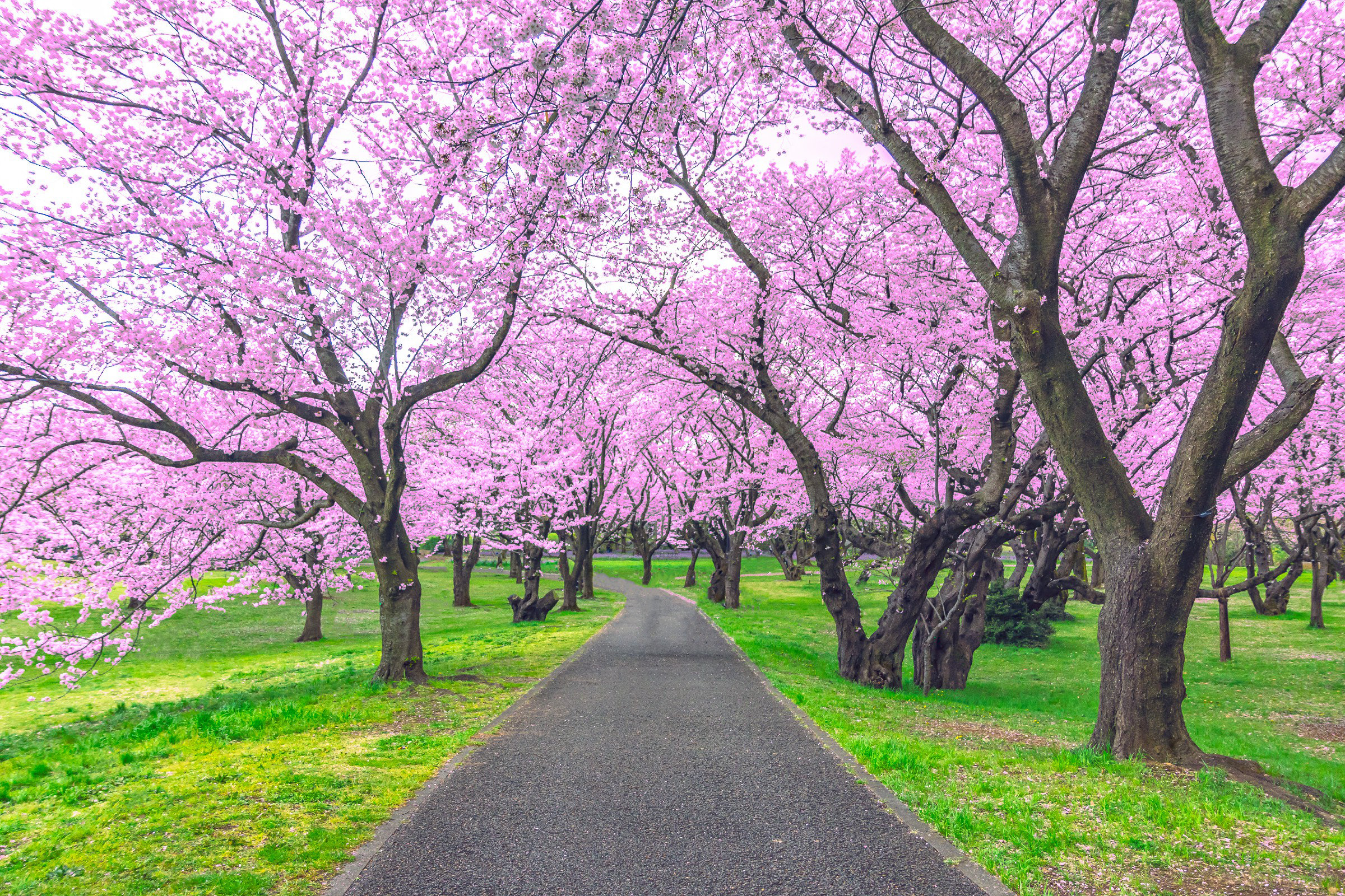 Ebern Designs Cherry Tree Tunnel à Tokyo, Japon - Wayfair Canada