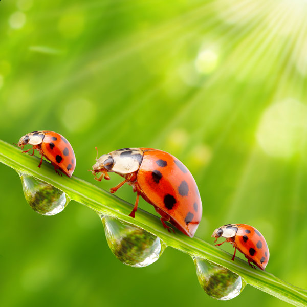Latitude Run Shroyer Funny Ladybugs - Wrapped Canvas Photograph ...