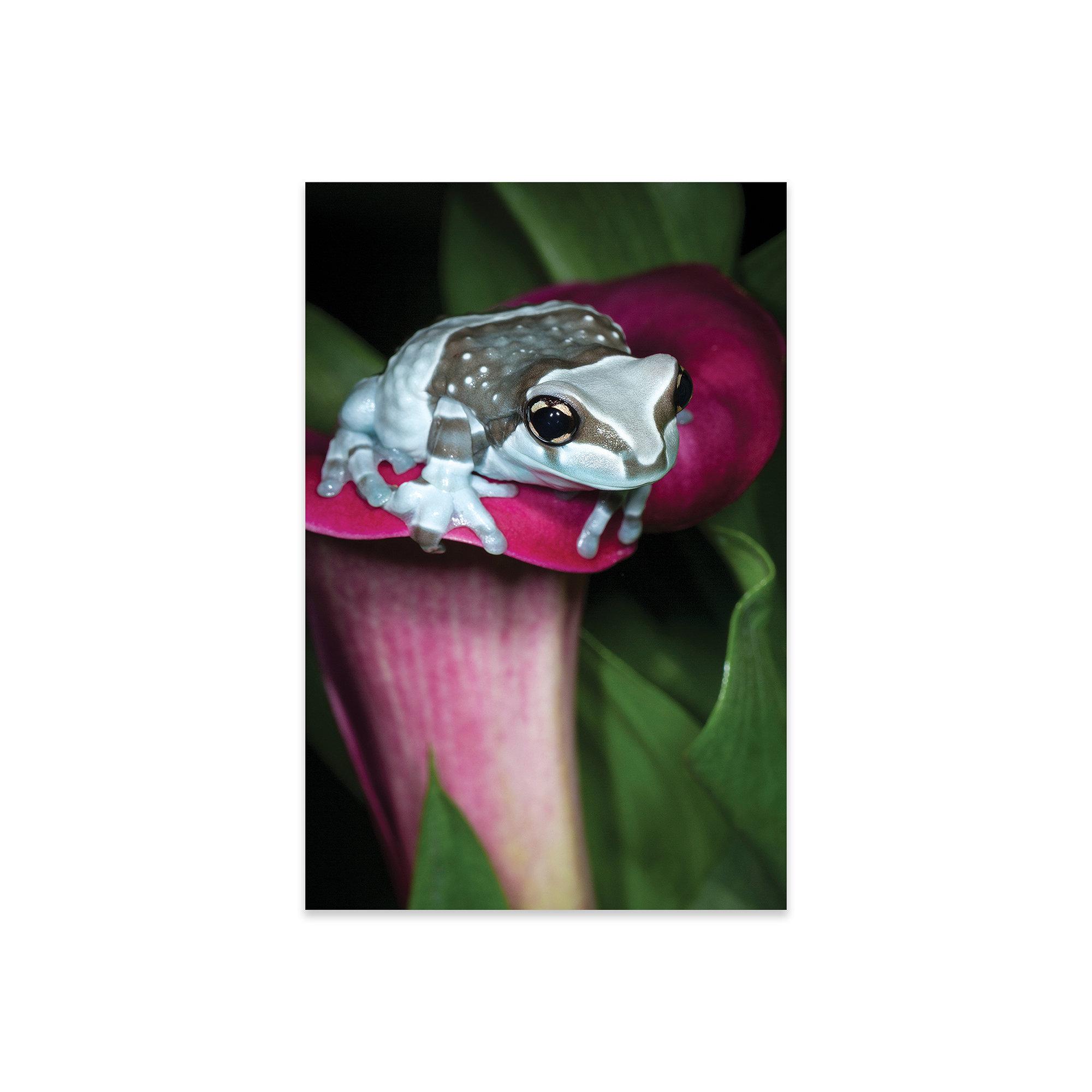 Ebern Designs Blue milk frog on a flower Print On Acrylic Glass ...