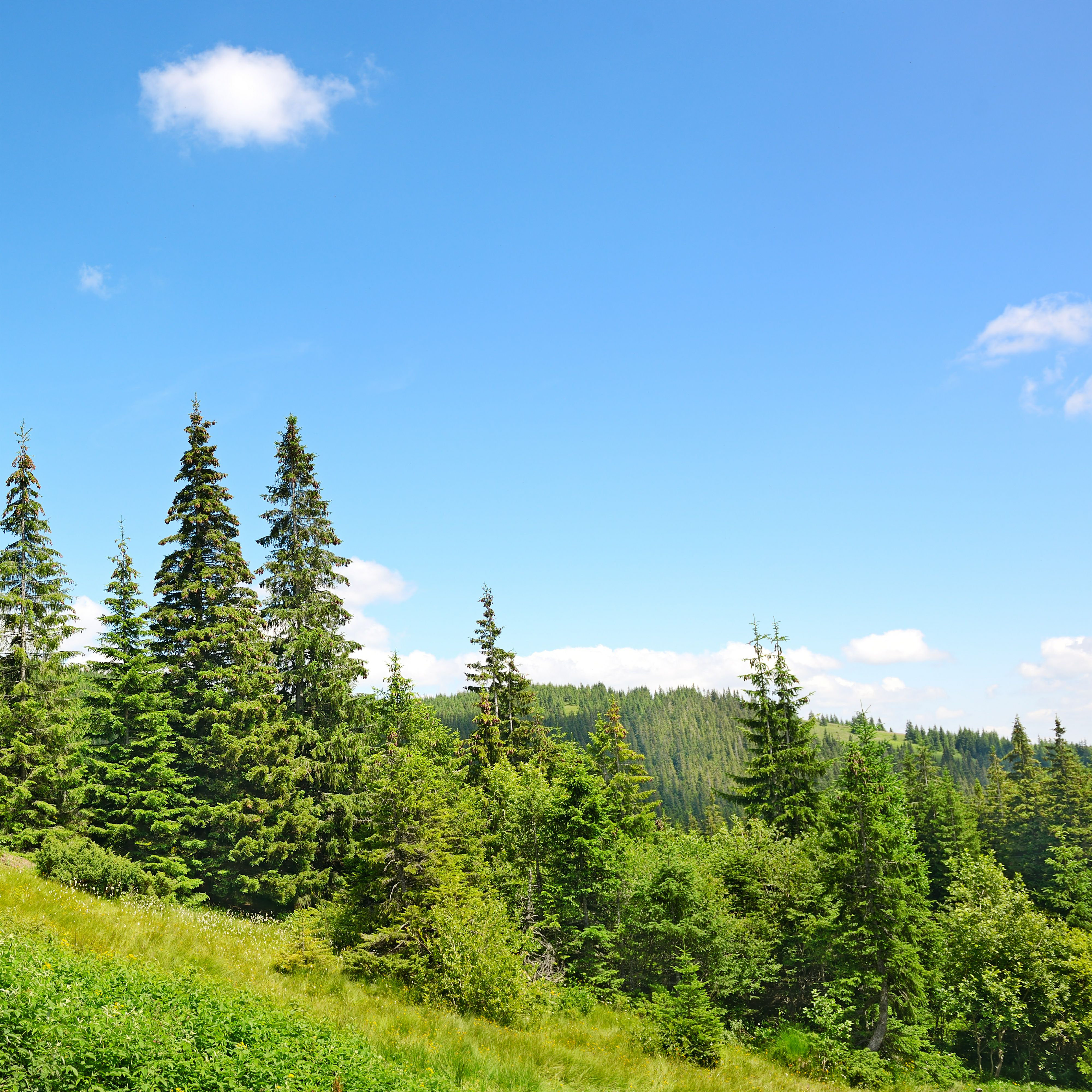 Millwood Pines Ako Beautiful Pine Trees by - Wrapped Canvas Photograph ...