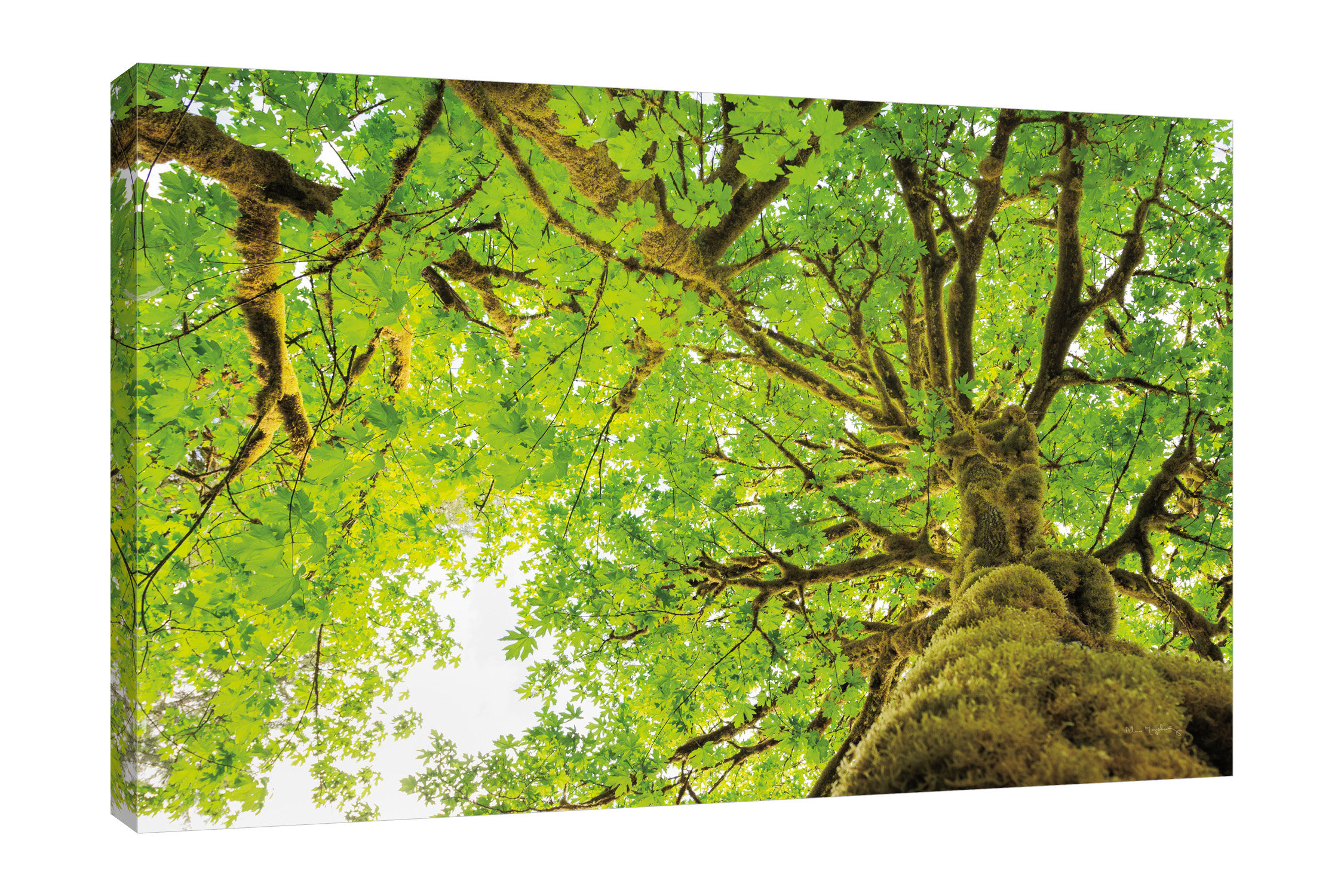 Latitude Run® "Big Leaf Maple Trees II" Gallery Wrapped Canvas By Alan ...