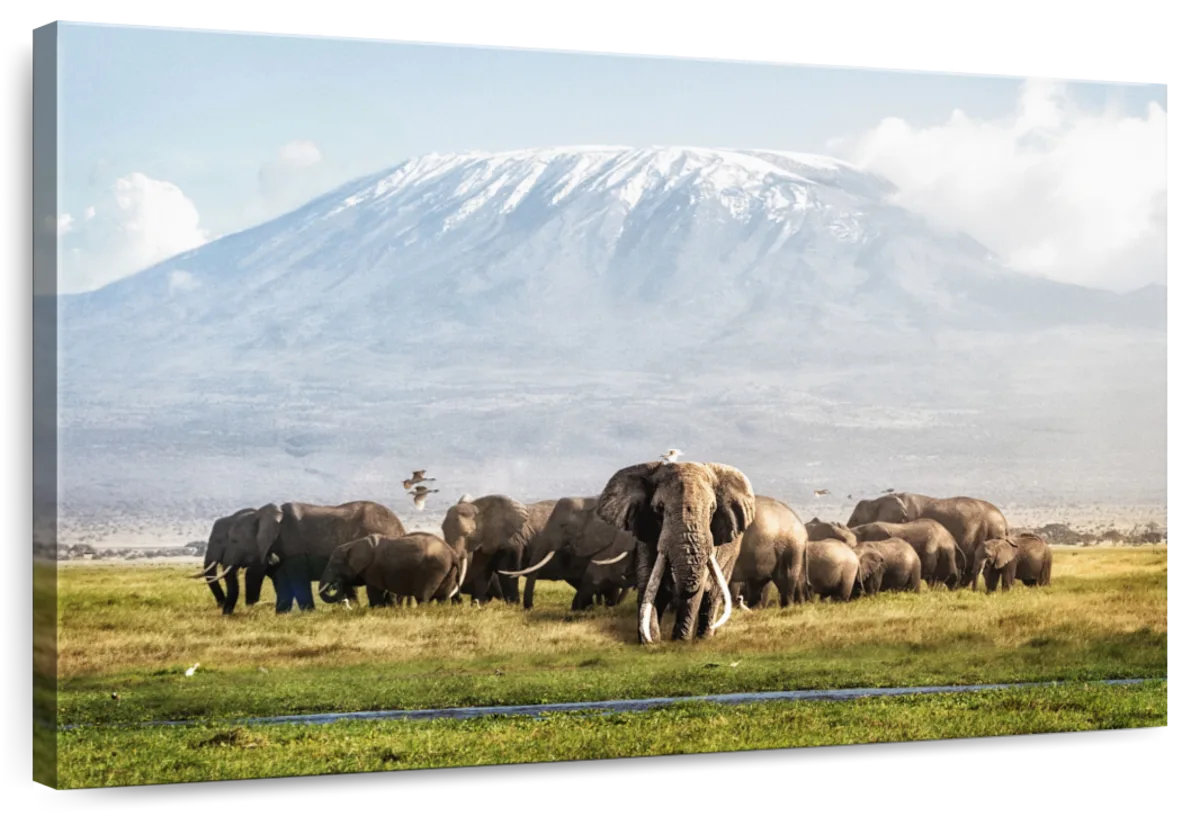 Millwood Pines Alvord Tim Tusker Kilimanjaro | Wayfair