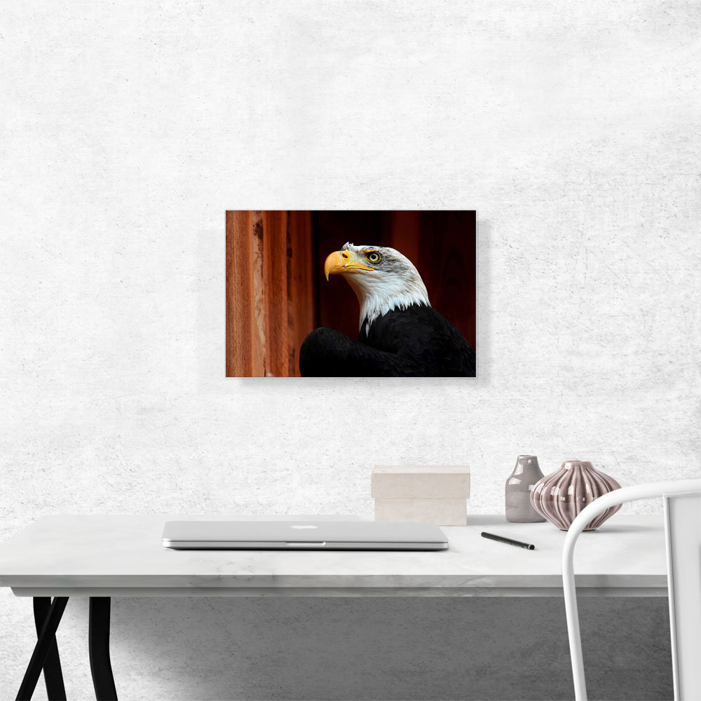 ARTCANVAS American Bald Eagle - Wrapped Canvas Photograph Print | Wayfair