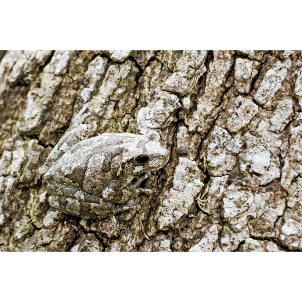 Latitude Run Gray Tree Frog On Bark by KeithSzafranski - No Frame Print ...