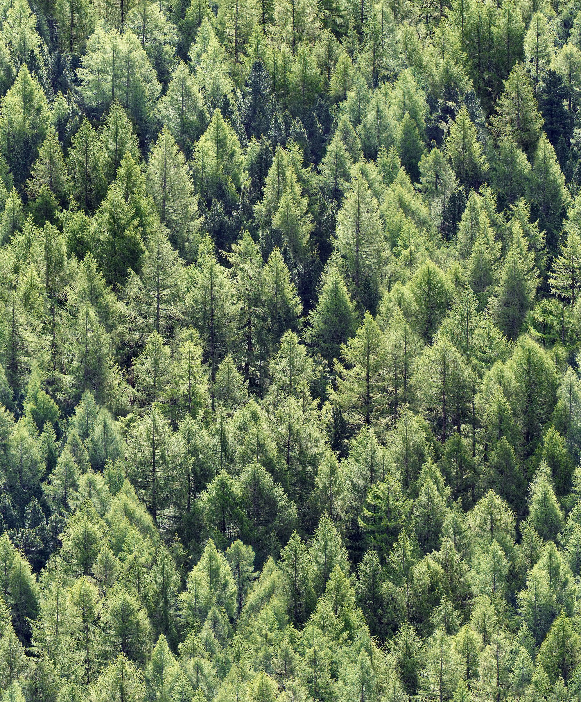 forest wallpaper roll