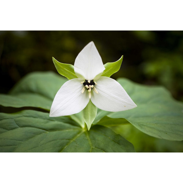 Ebern Designs Trillium - Wrapped Canvas Photograph | Wayfair