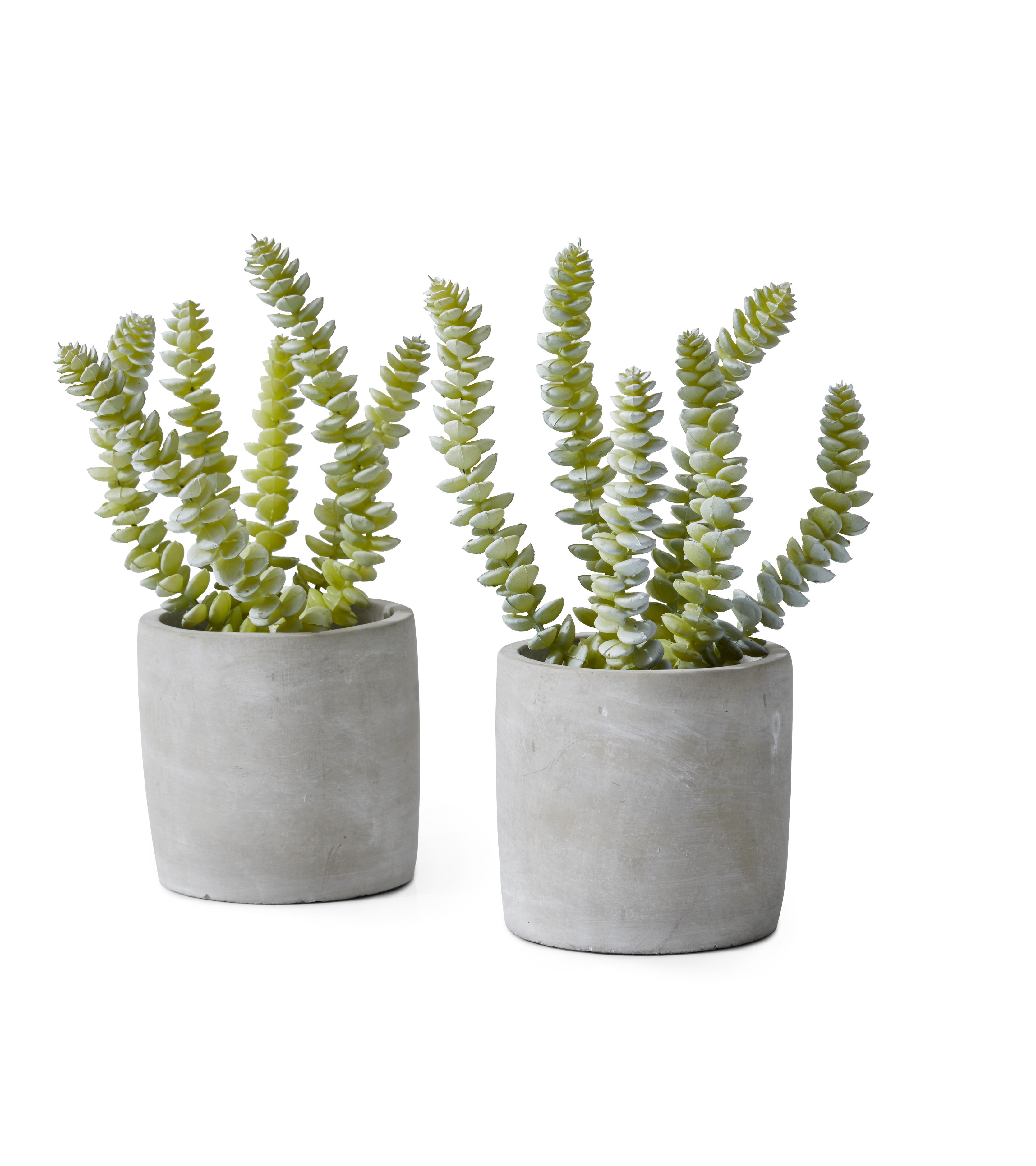Primrue Succulent Pot Set & Reviews | Wayfair