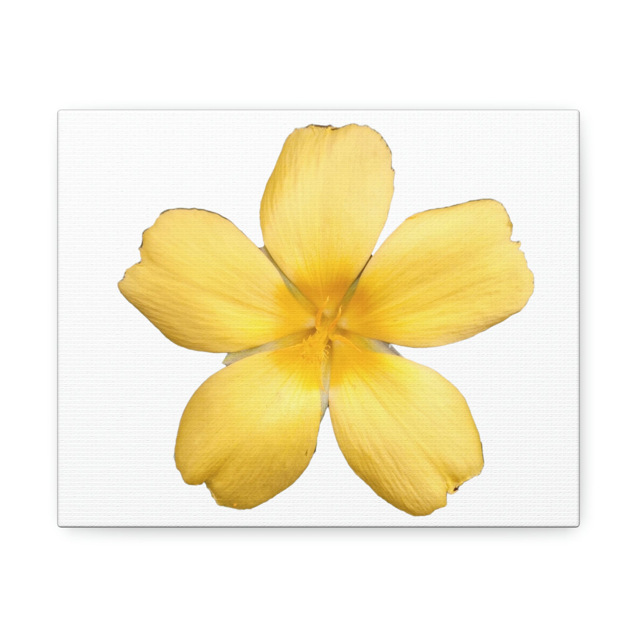 Wildon Home® Yellow Flower - Floater Frame Illustration on Canvas | Wayfair