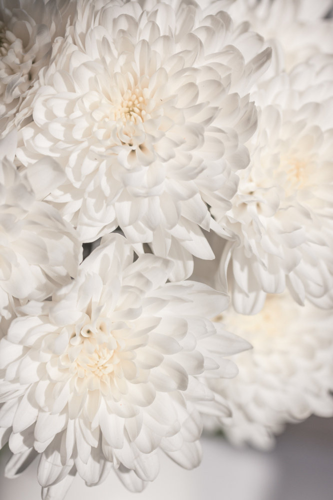 Brayden Studio White Flowers 2 | Wayfair.co.uk