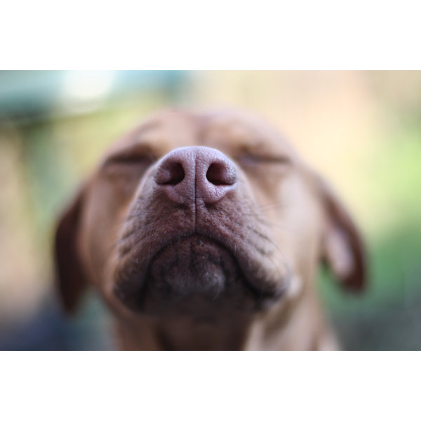 Ebern Designs Brown Dog'S Snout - Wrapped Canvas Photograph | Wayfair