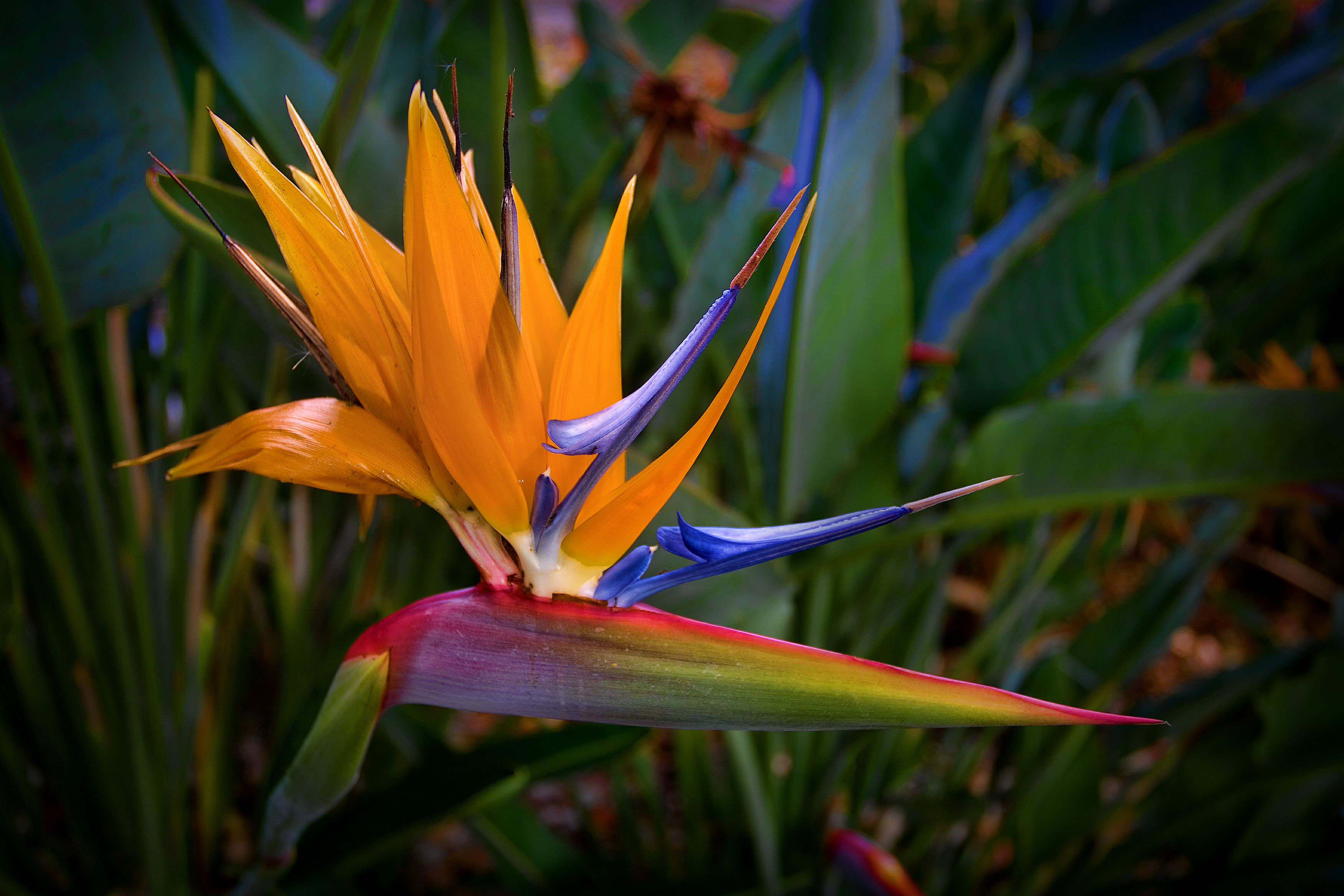 Bay Isle Home Sangerville Bird Of Paradise On Canvas by Fotoguy22 ...