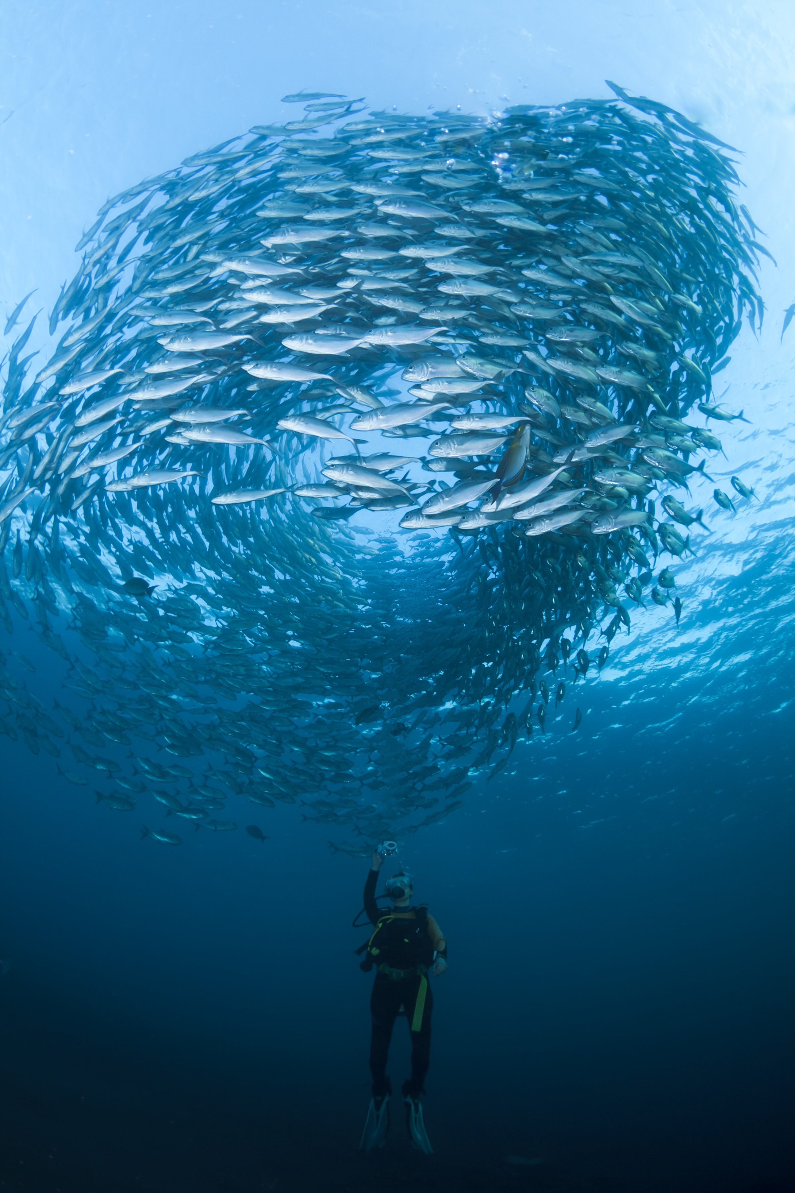 Highland Dunes Diver with a School of Jacks Fish in a Blue Sea by ...