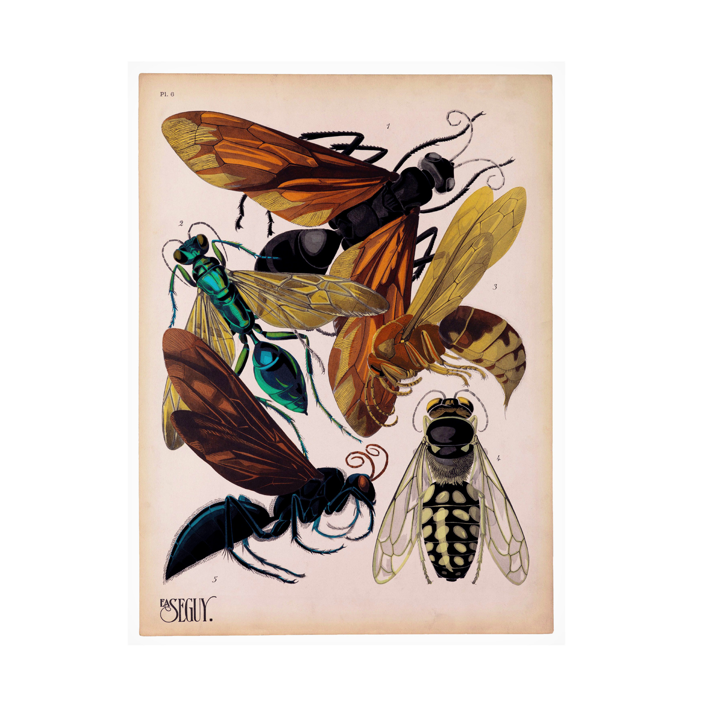 August Grove Print Collection 'Insects Plate 15' Canvas Art - Wayfair ...