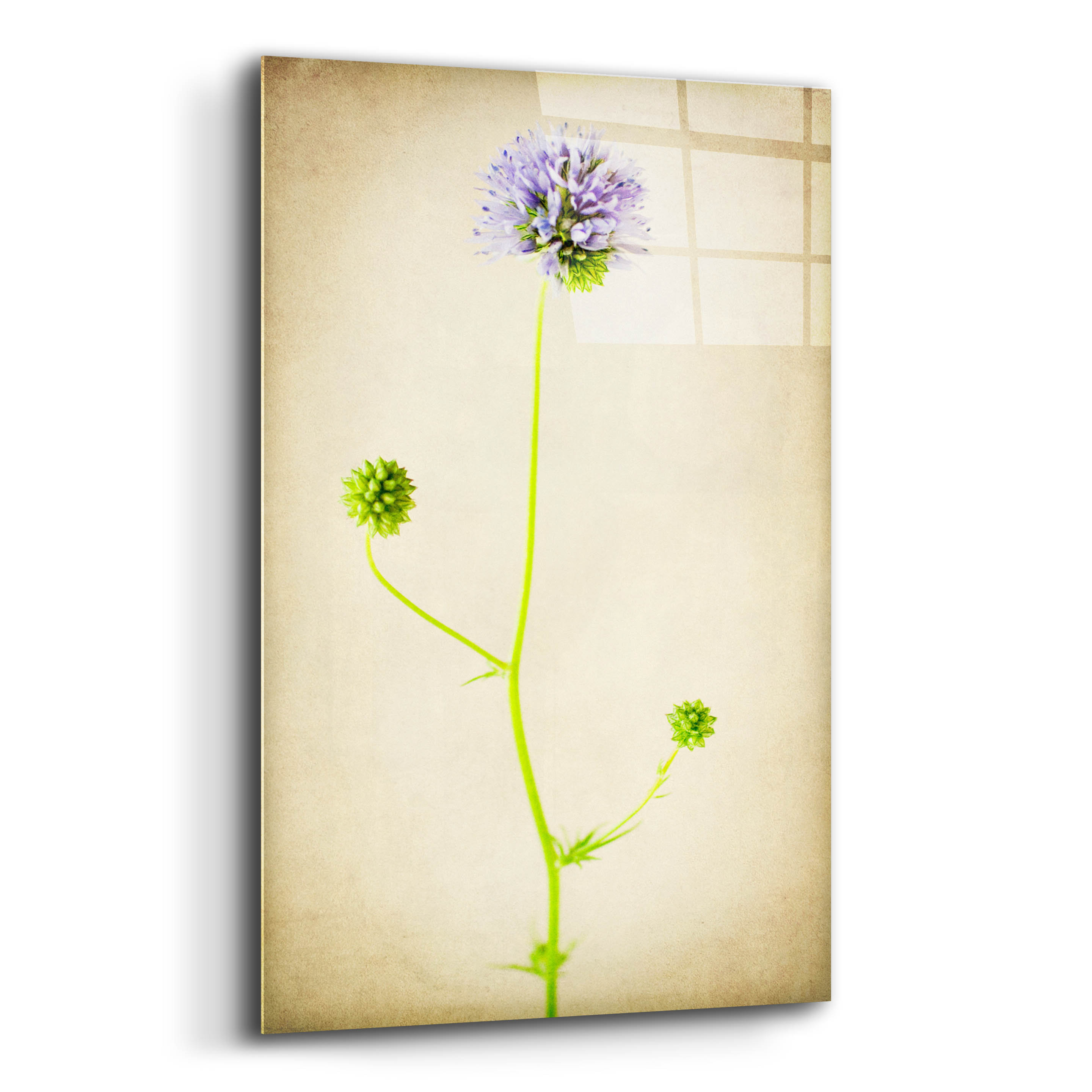 Gracie Oaks 'Globe Gilia' By Jessica Rogers On Plastic / Acrylic by ...