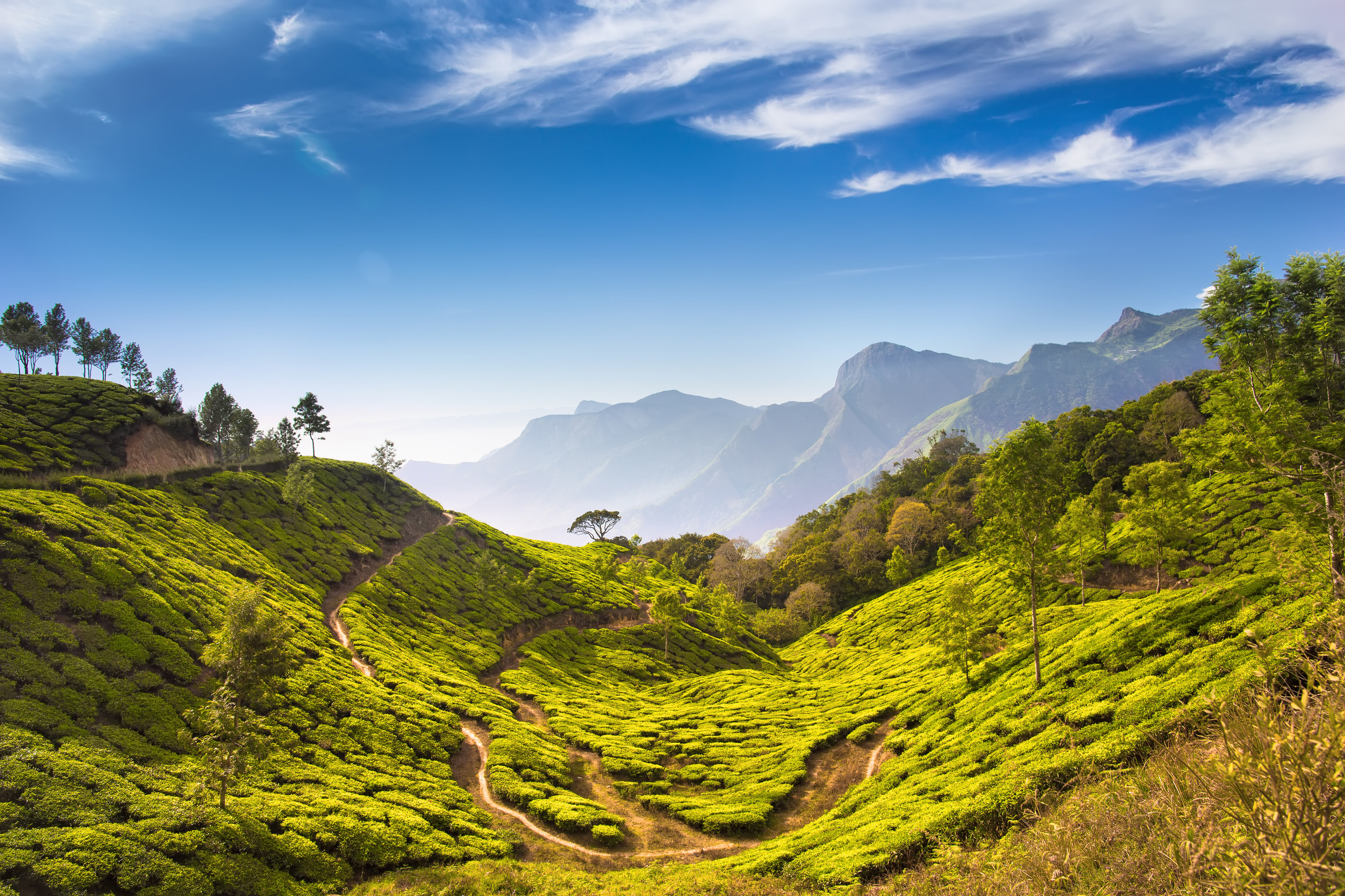 Millwood Pines Aneyda Tea Plantations On Canvas by Jankovoy Photograph ...